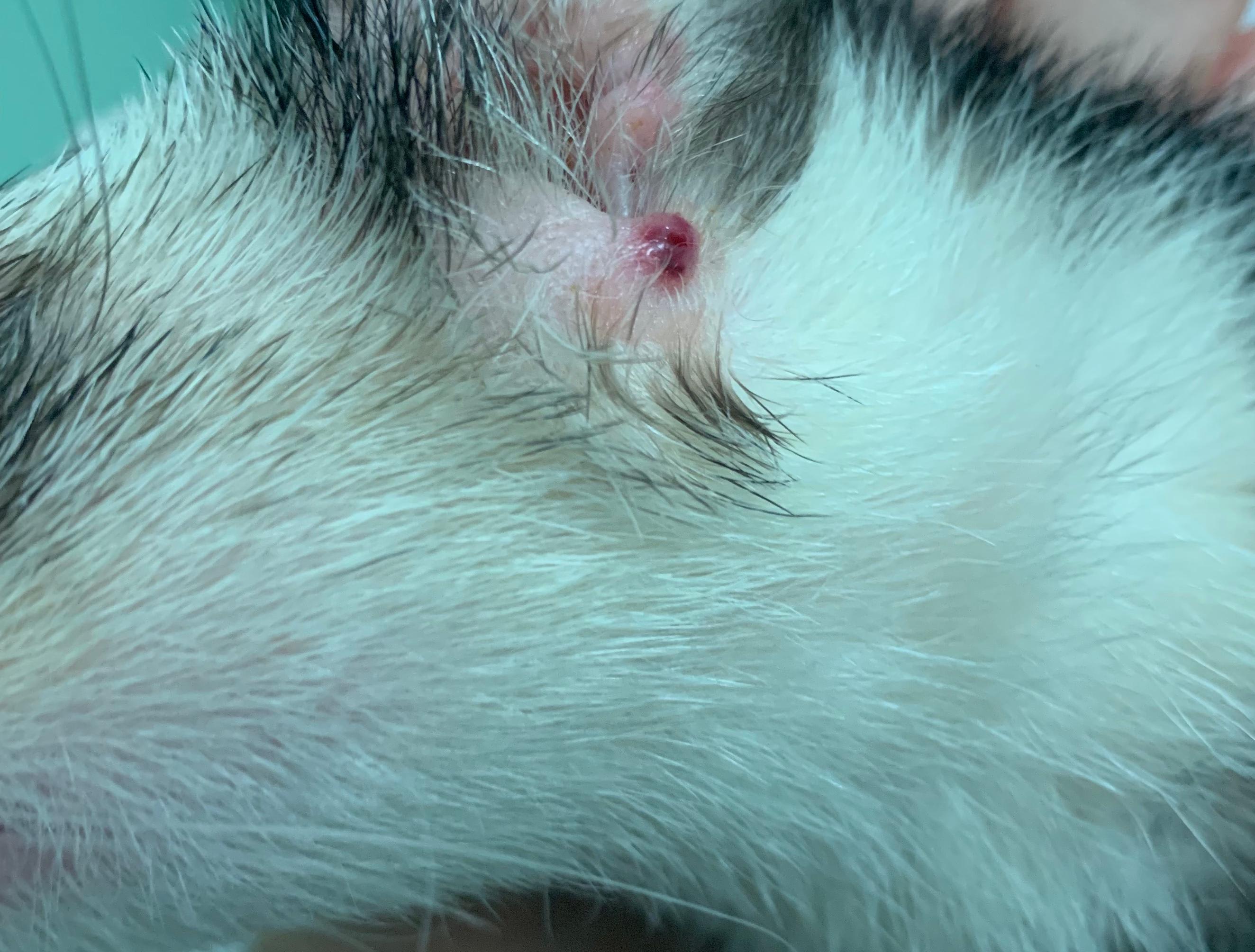 My ferret has a swollen, bleeding ear cut. What should I do? | Petco