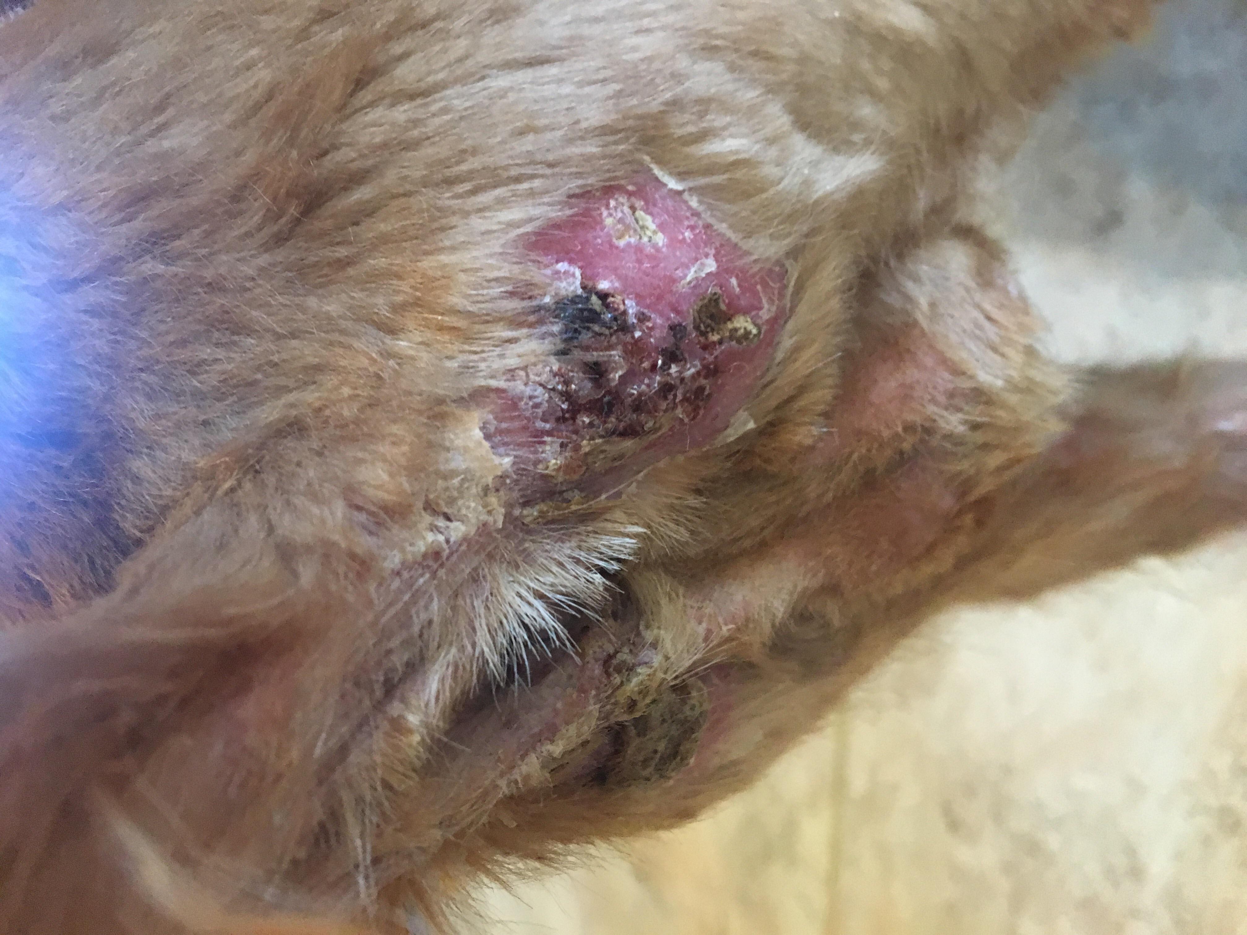 Cavalier with IMHA & Prednisone: Why Severe Skin Sores? | Petco
