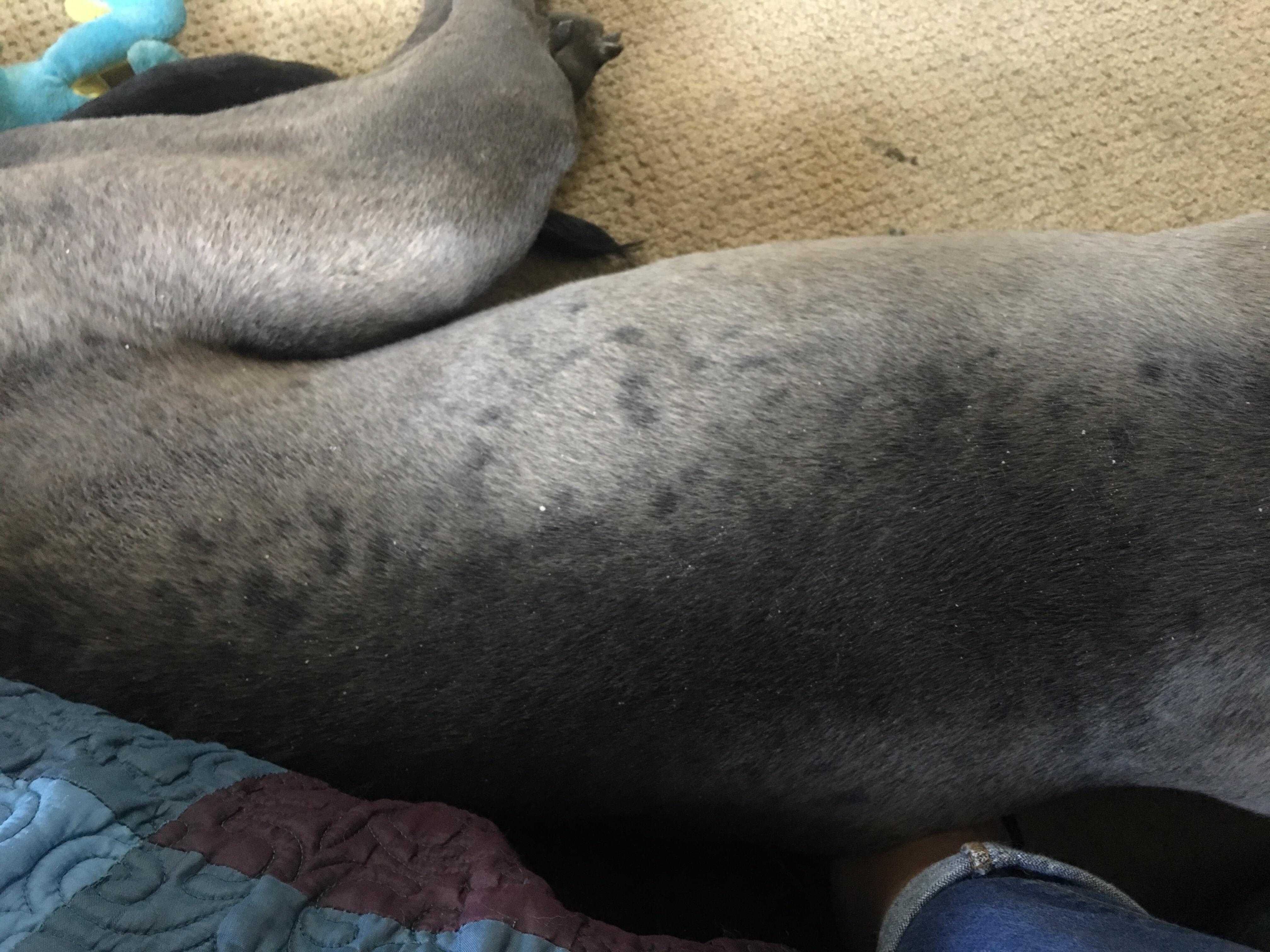 Why is my dog's skin flaky, itchy, red, and coat discoloring? | Petco