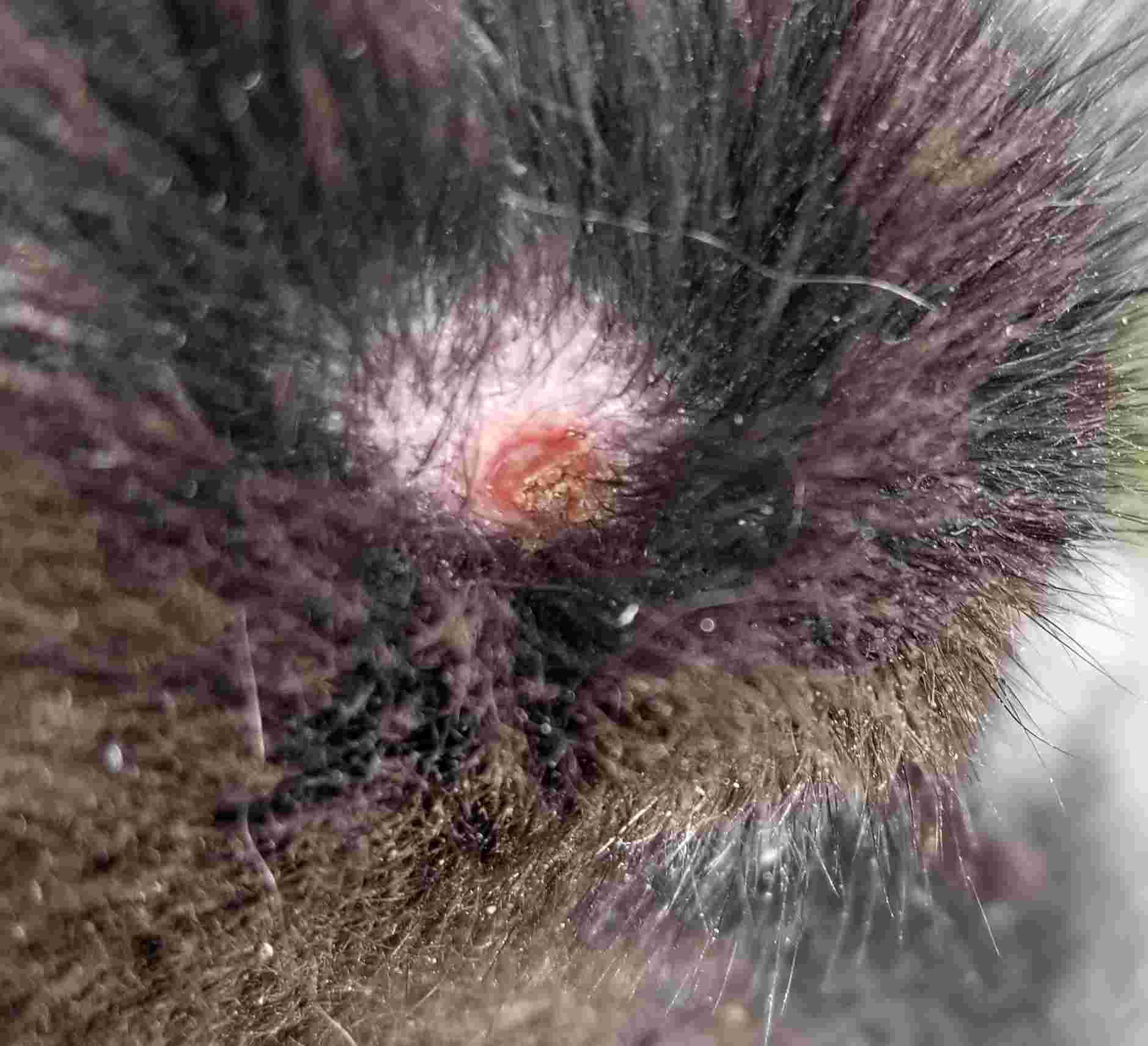 My dog's tick removal failed, part broke off. What to do? | Petco