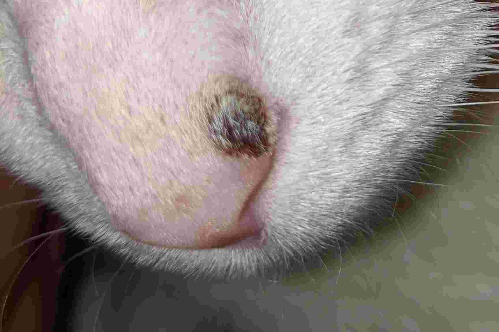 My White Cat Has a Black Scab on Her Nose. Is it Solar Dermatitis? | Petco