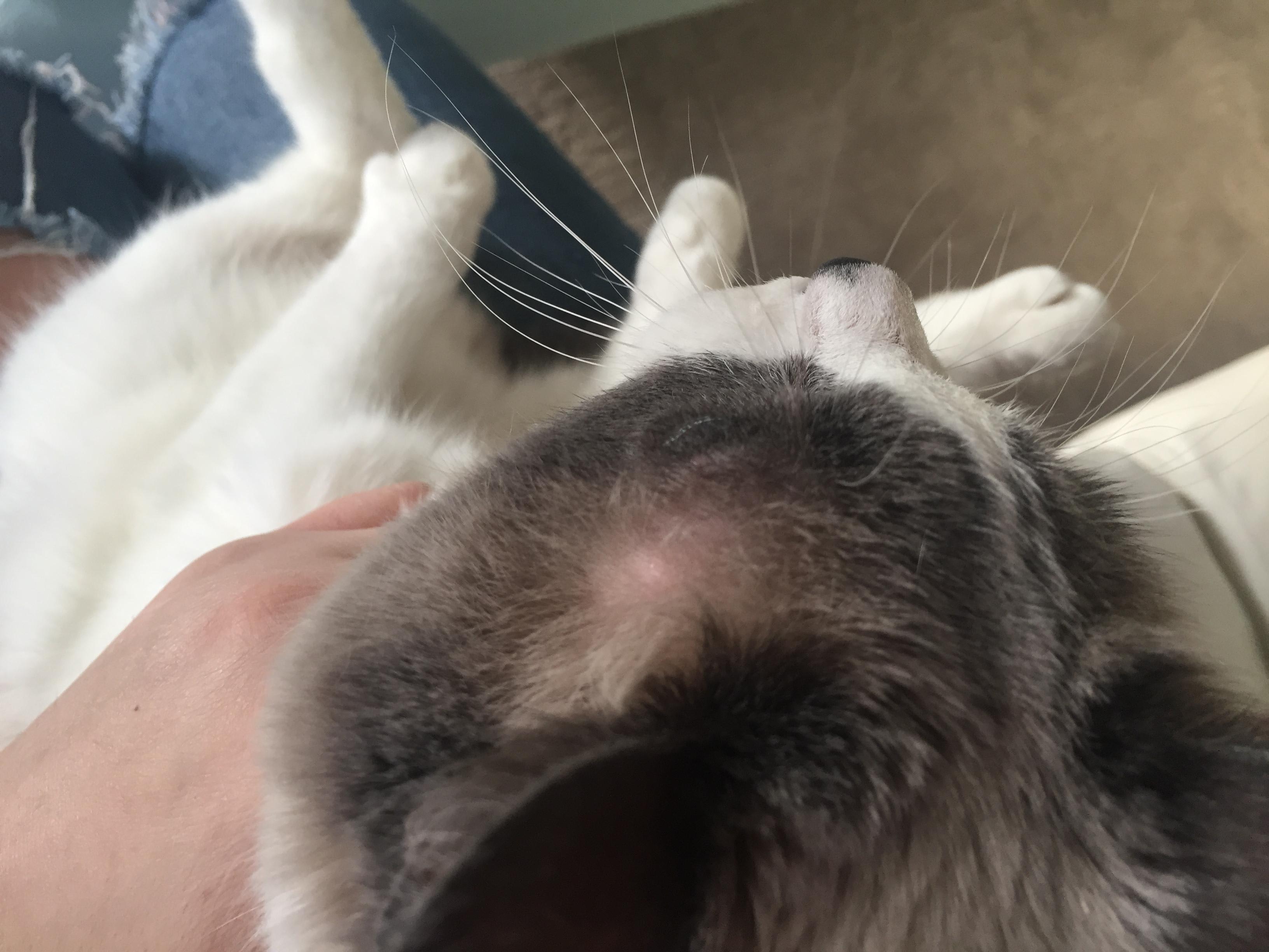 Cat losing hair with hard bump near ear? Is it serious? | Petco