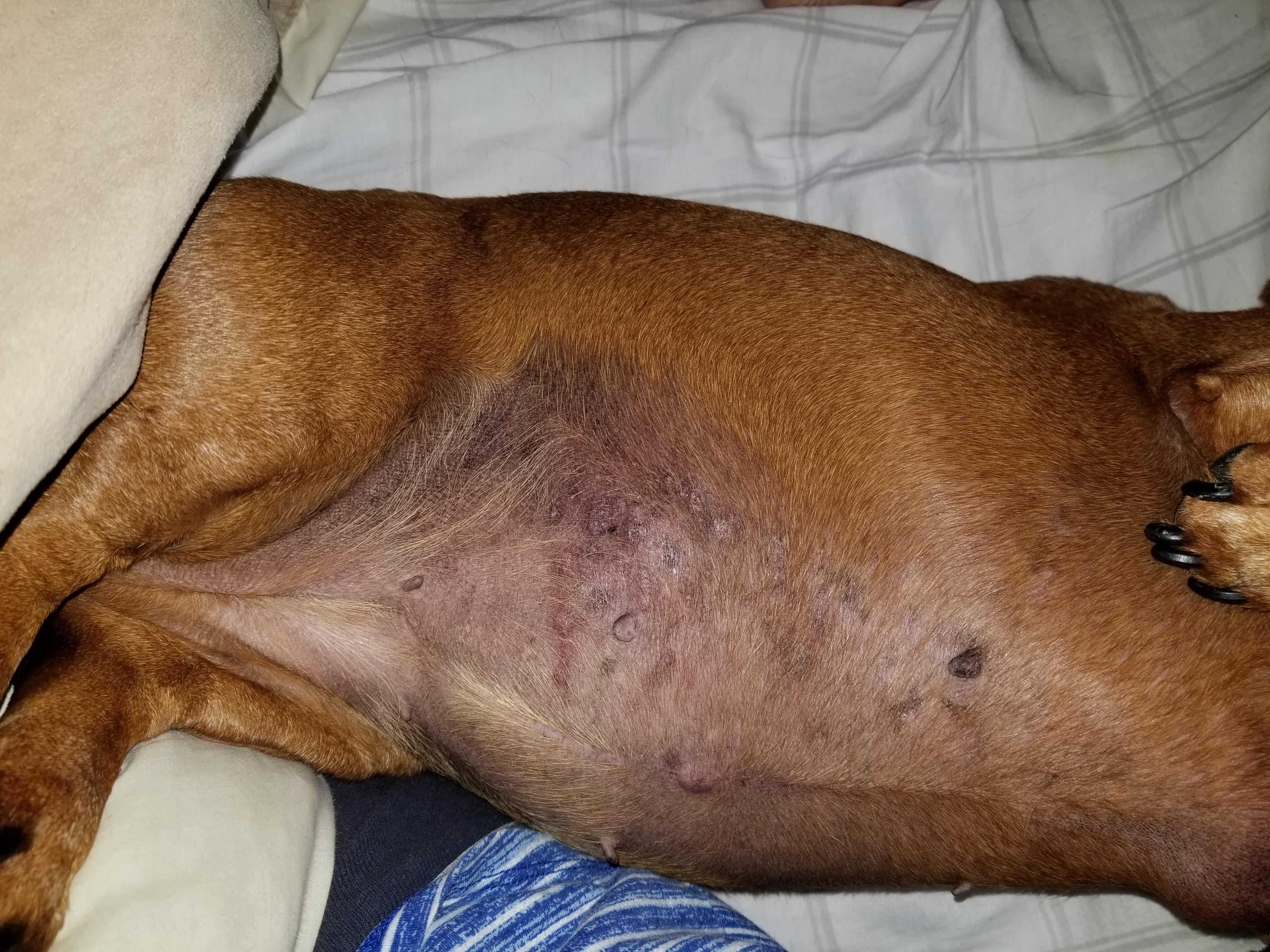 10 year old dachshund. Small bumps and skin irratition on one side of ...