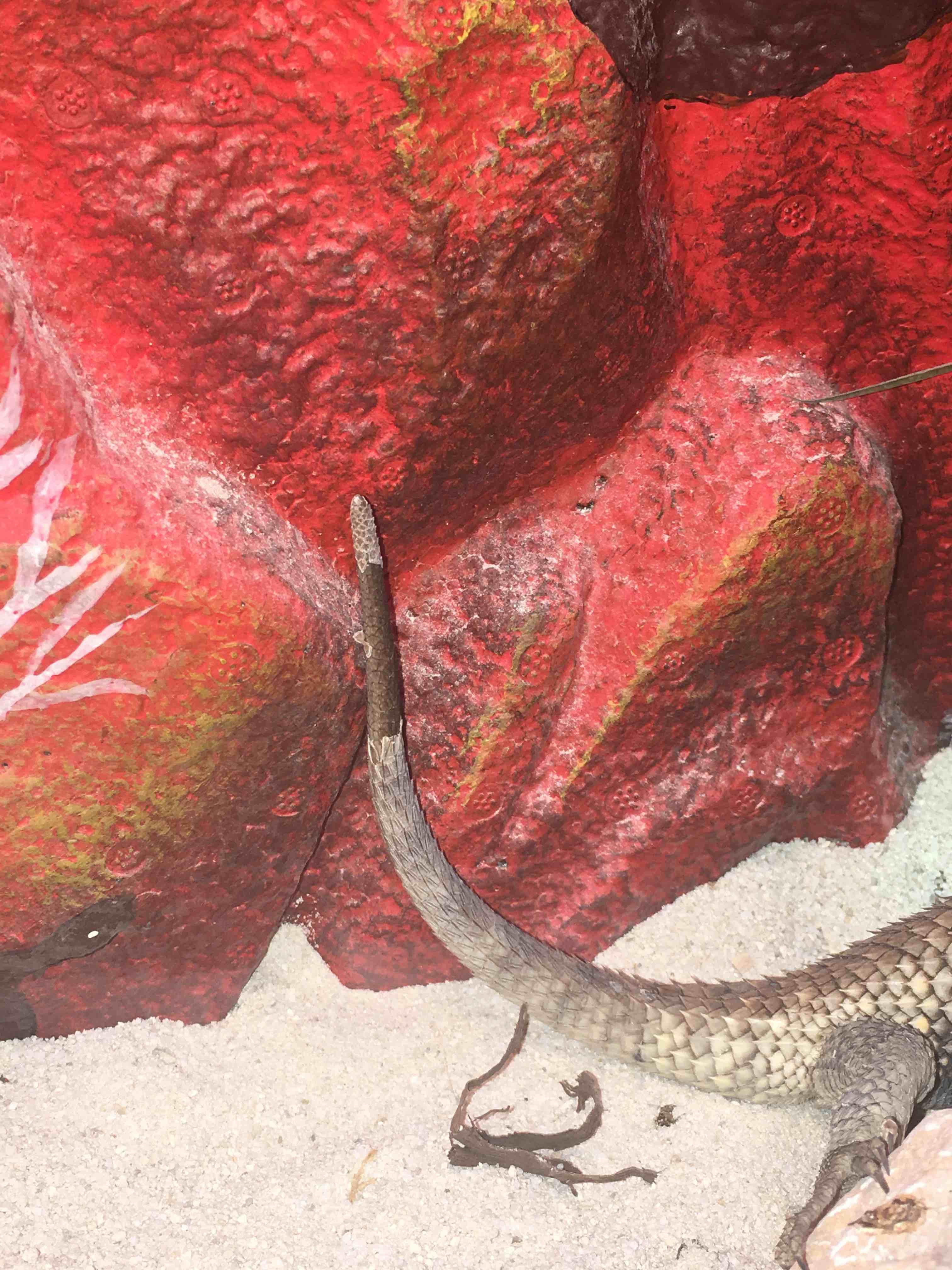 My lizard's tail has missing scales. Shedding or sick? | Petco