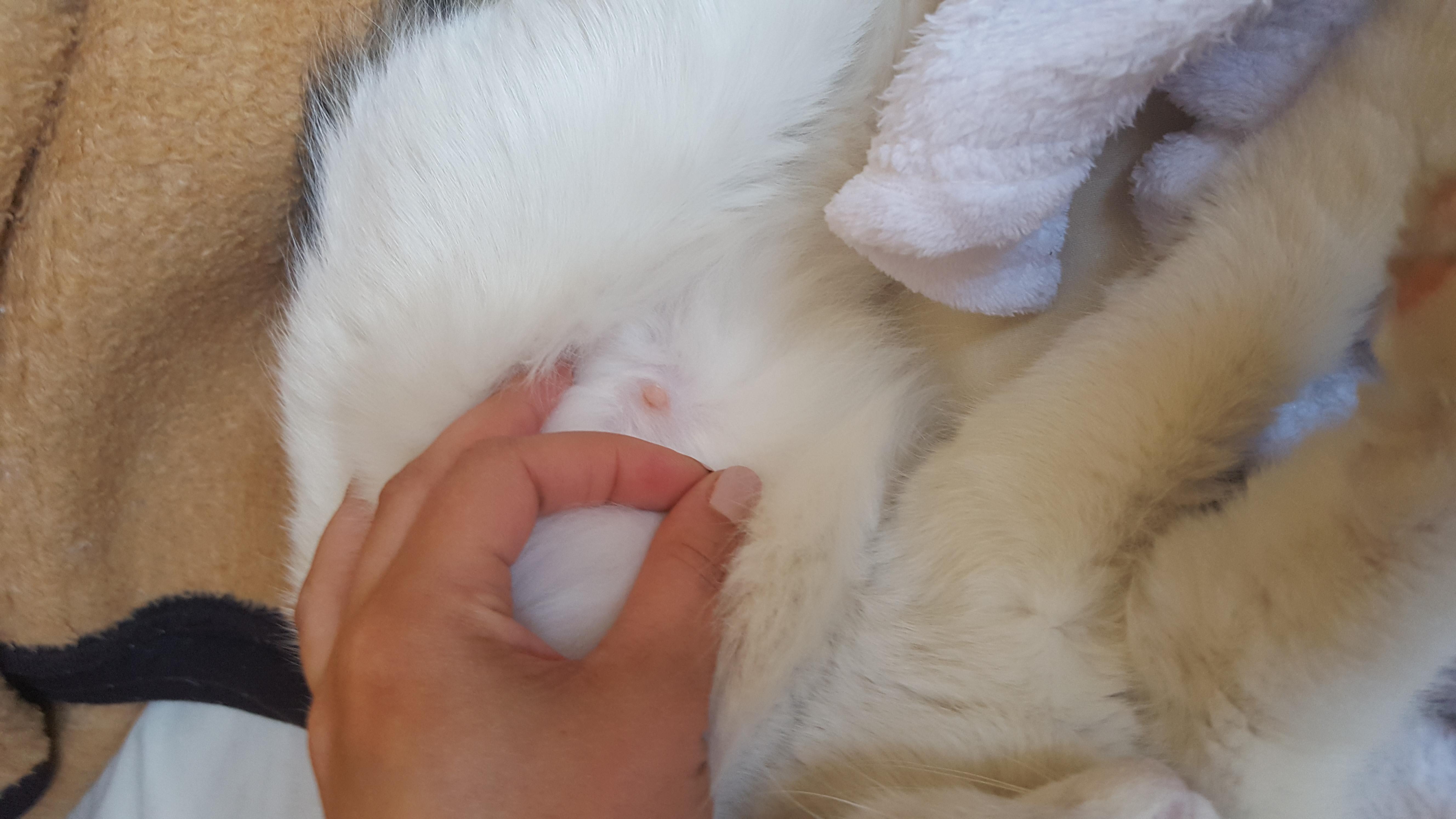 Pink, long nipples on your cat? Is your year-old cat pregnant? | Petco