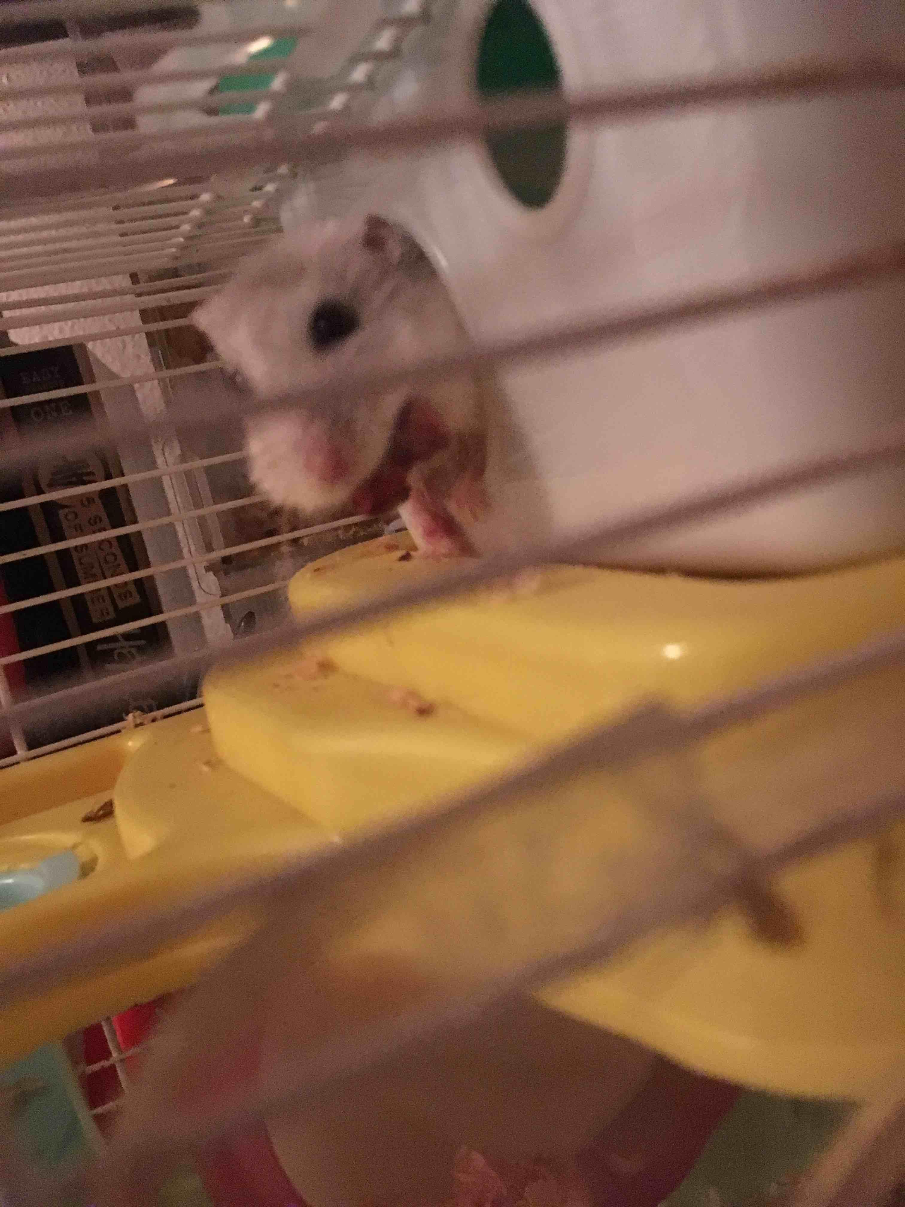 My Hamster Has a Lip Abscess: Causes & How to Treat It | Petco