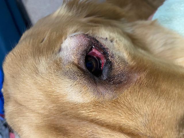 My dog's eye droops post-entropion surgery: Normal or fixable? | Petco