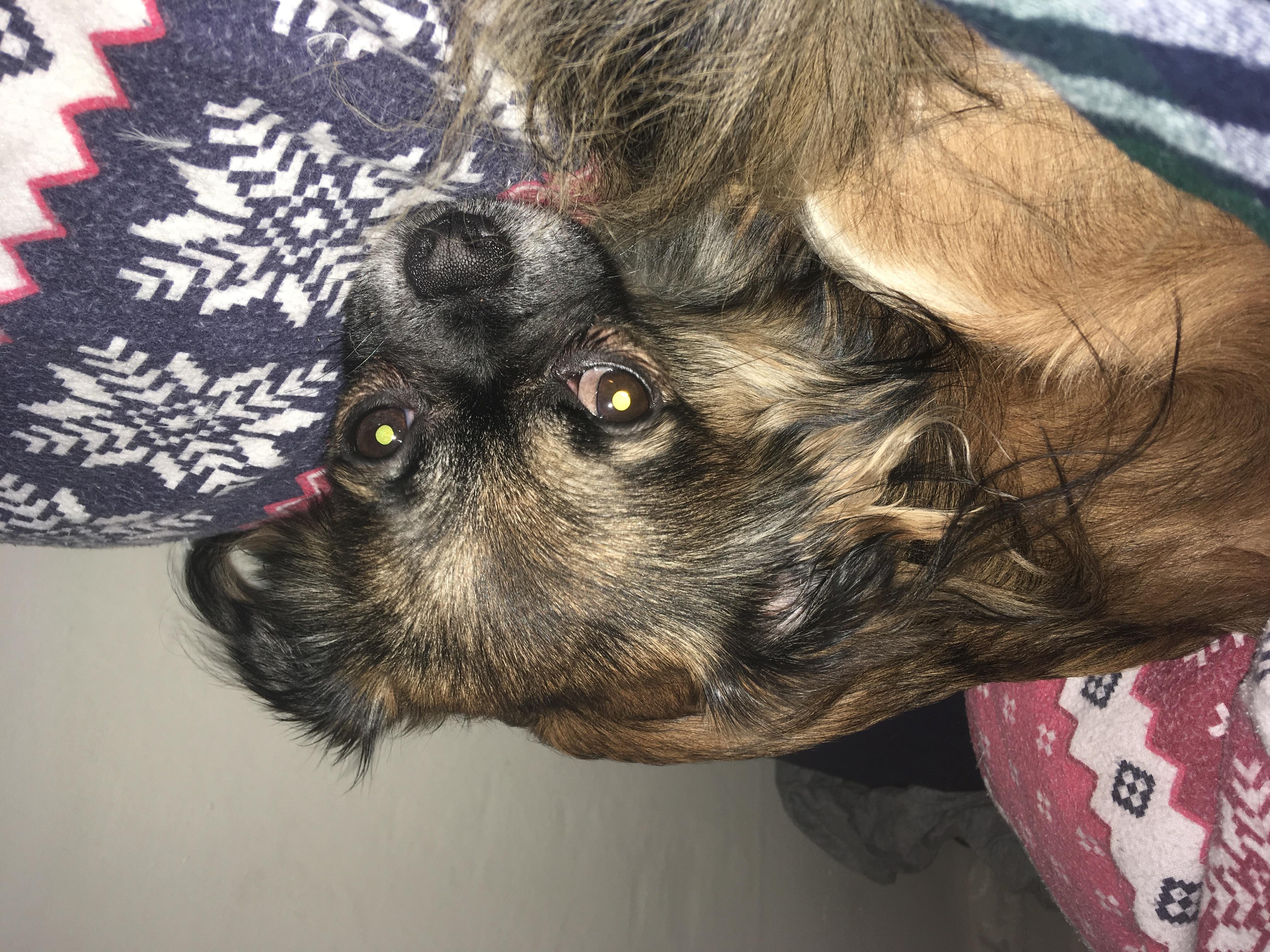 Why is your dog biting his tail and legs? Is it an allergy? | Petco