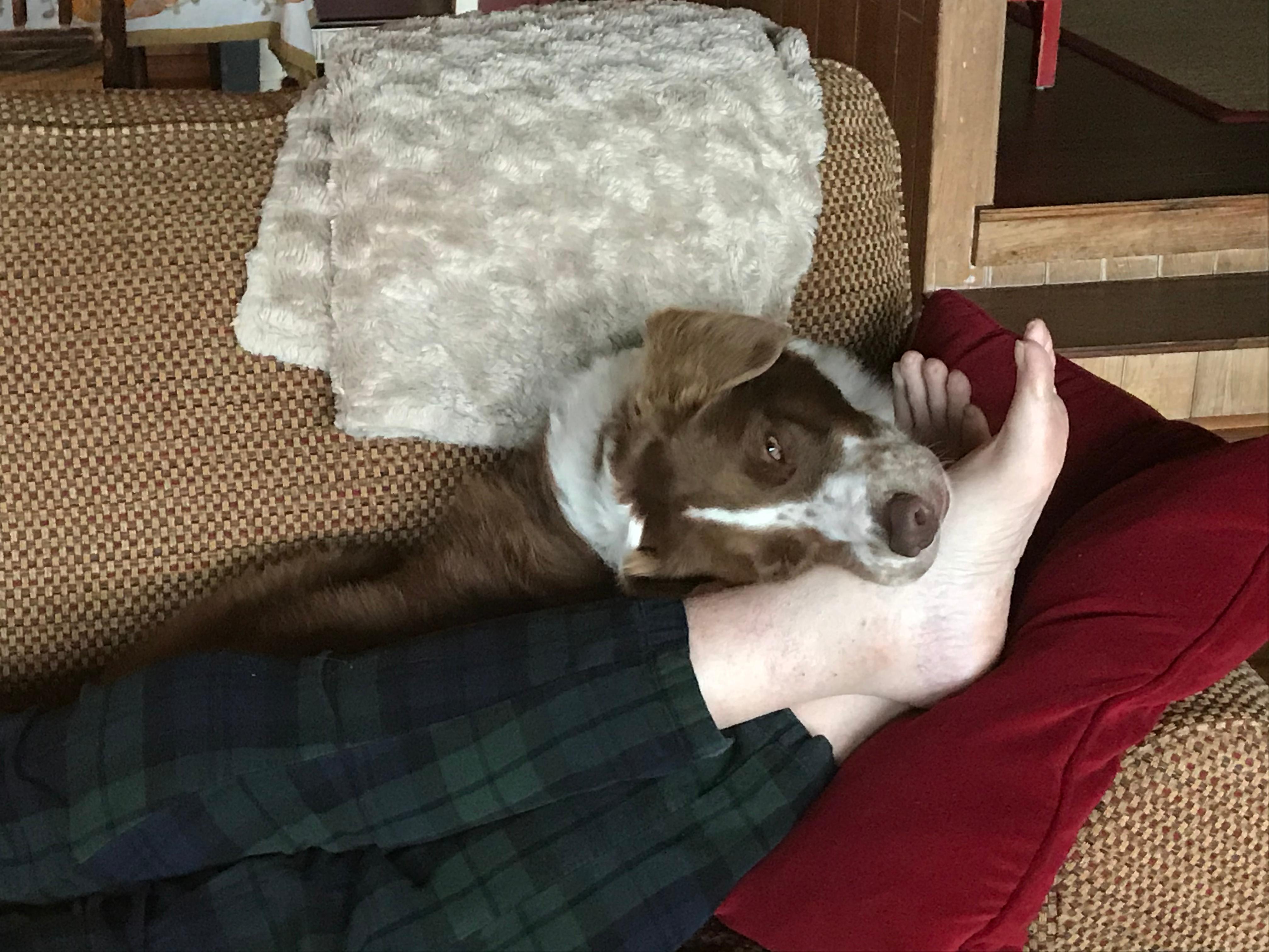 My Dog Growls & Shows Teeth: Should I Worry About Aggression? | Petco