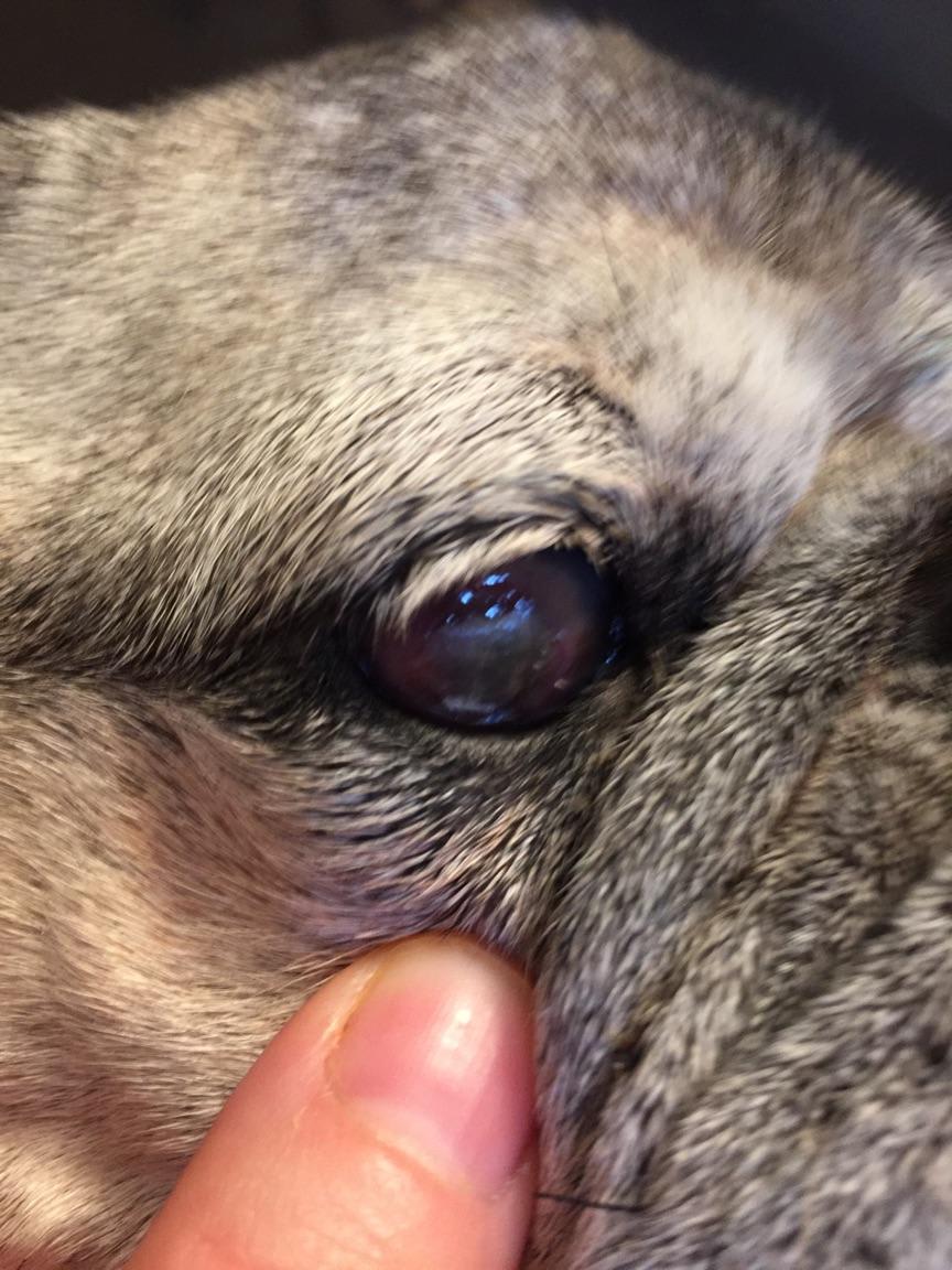 Pug Eye Ulcer Worsening After Meds? Healing or Emergency? | Petco