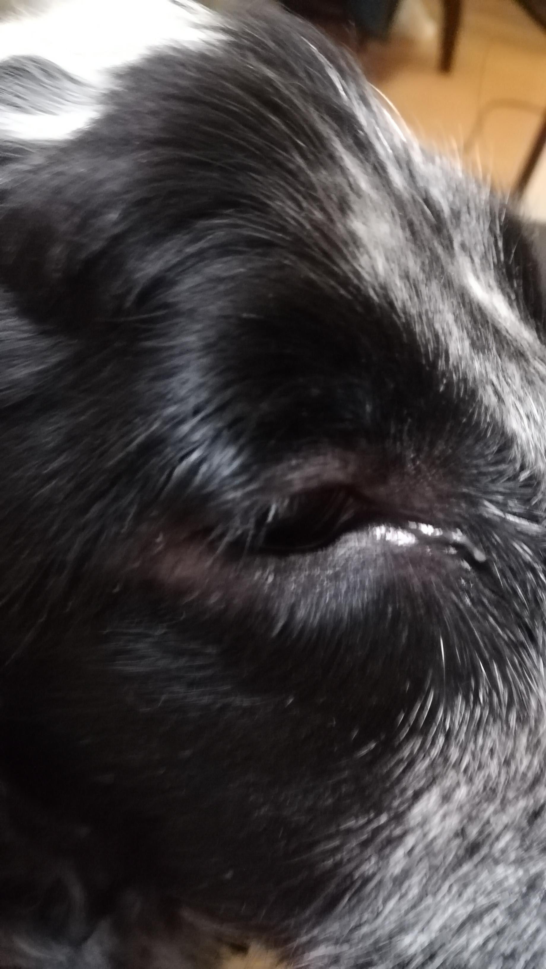 My dog has green eye discharge, growths, bad breath. Get help! | Petco