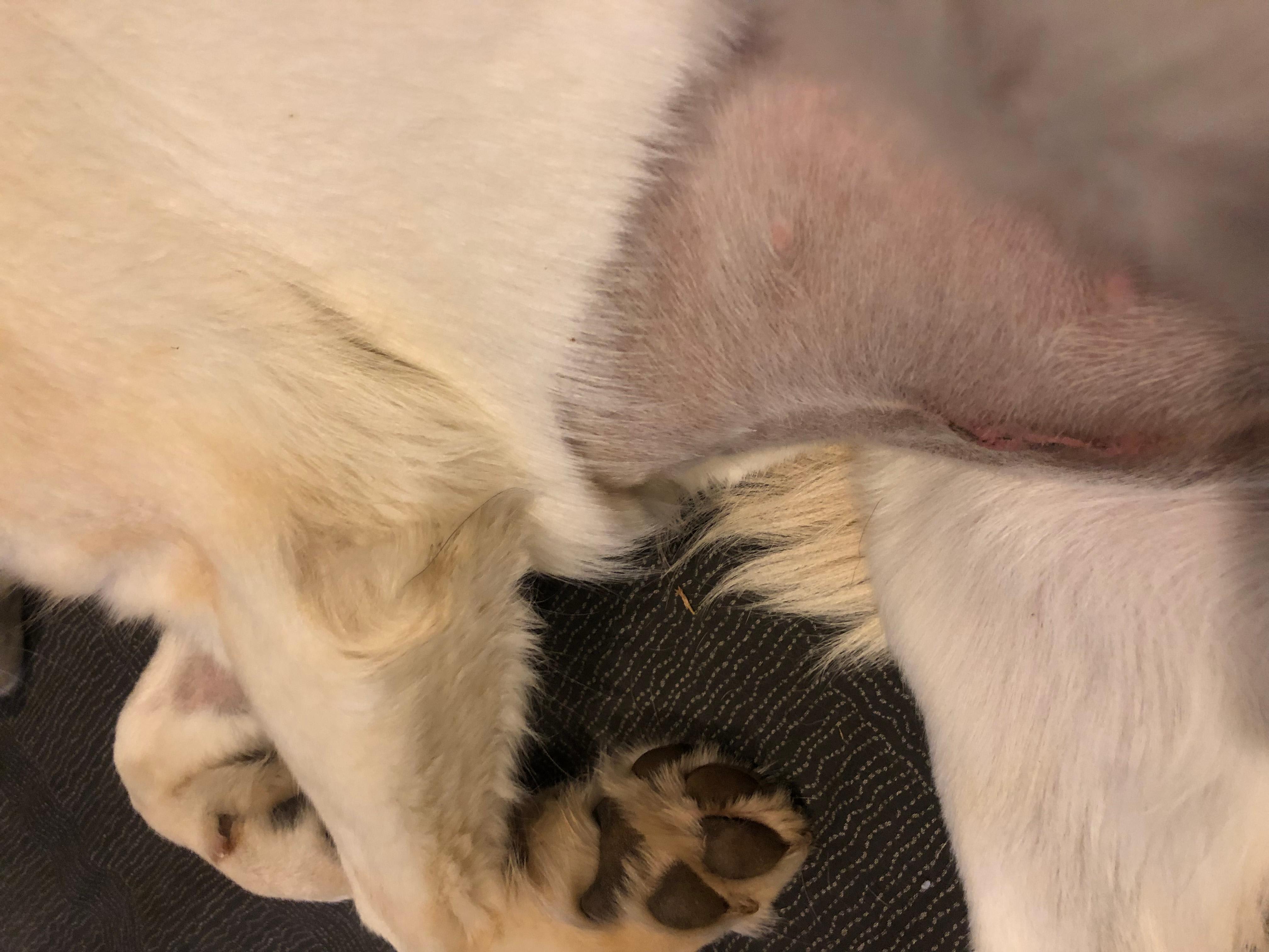 Painless Lump at Dog's Spay Incision During Recovery: Is it Normal? | Petco