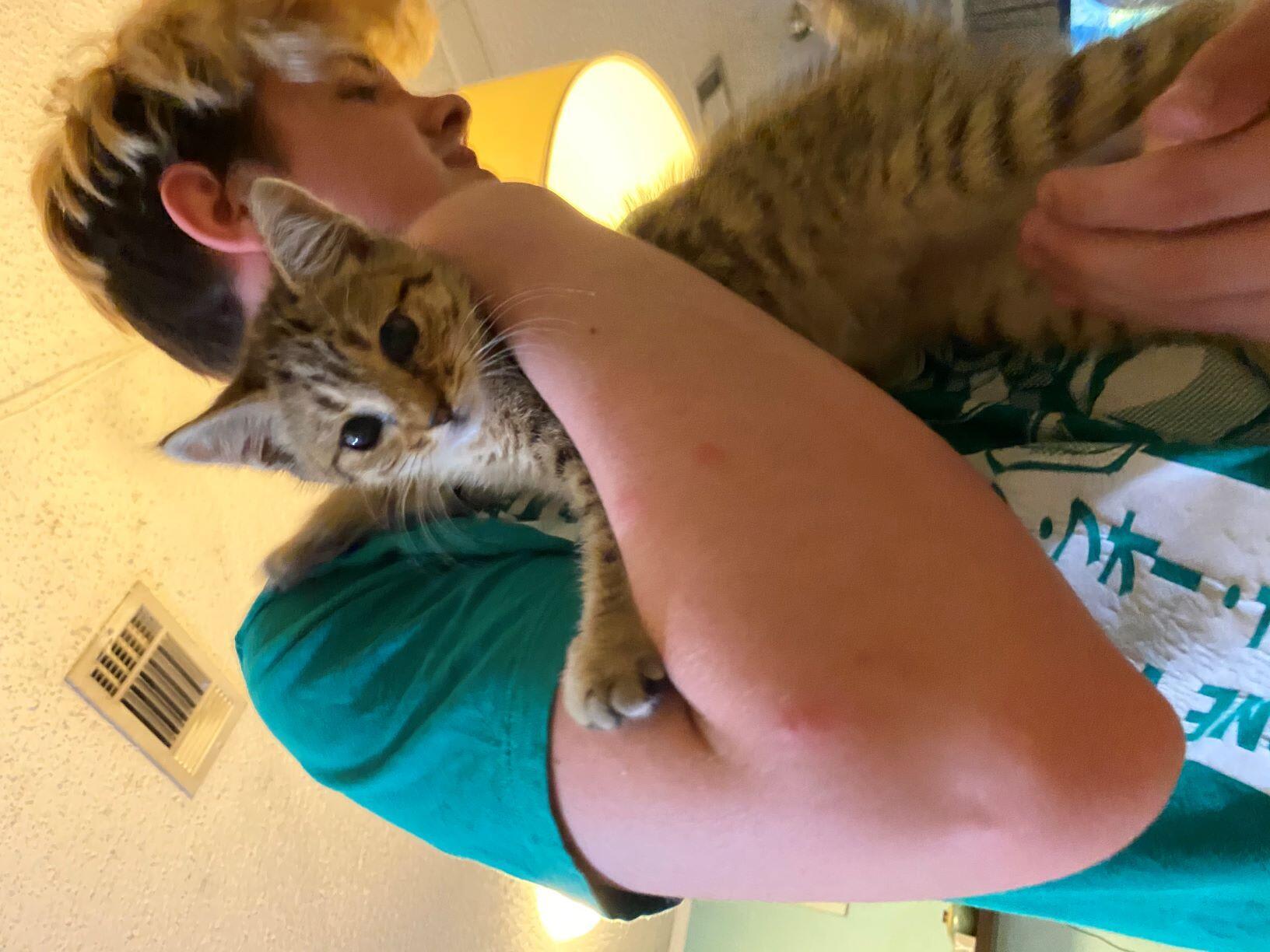 Kitten has crusty eyes & discharge, seems healthy. What's wrong? | Petco