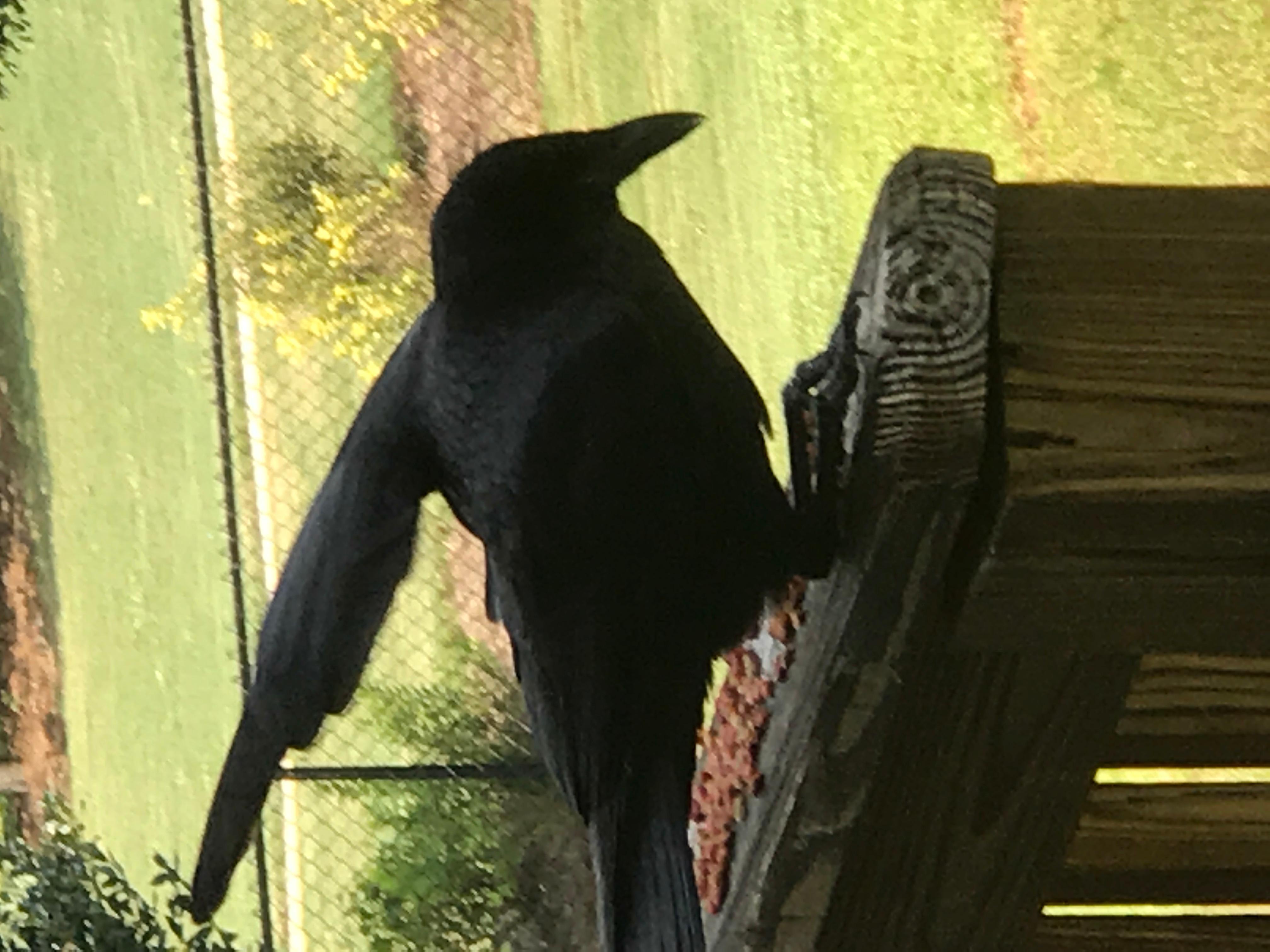 What to do if you find a sick or injured crow in your yard? | Petco