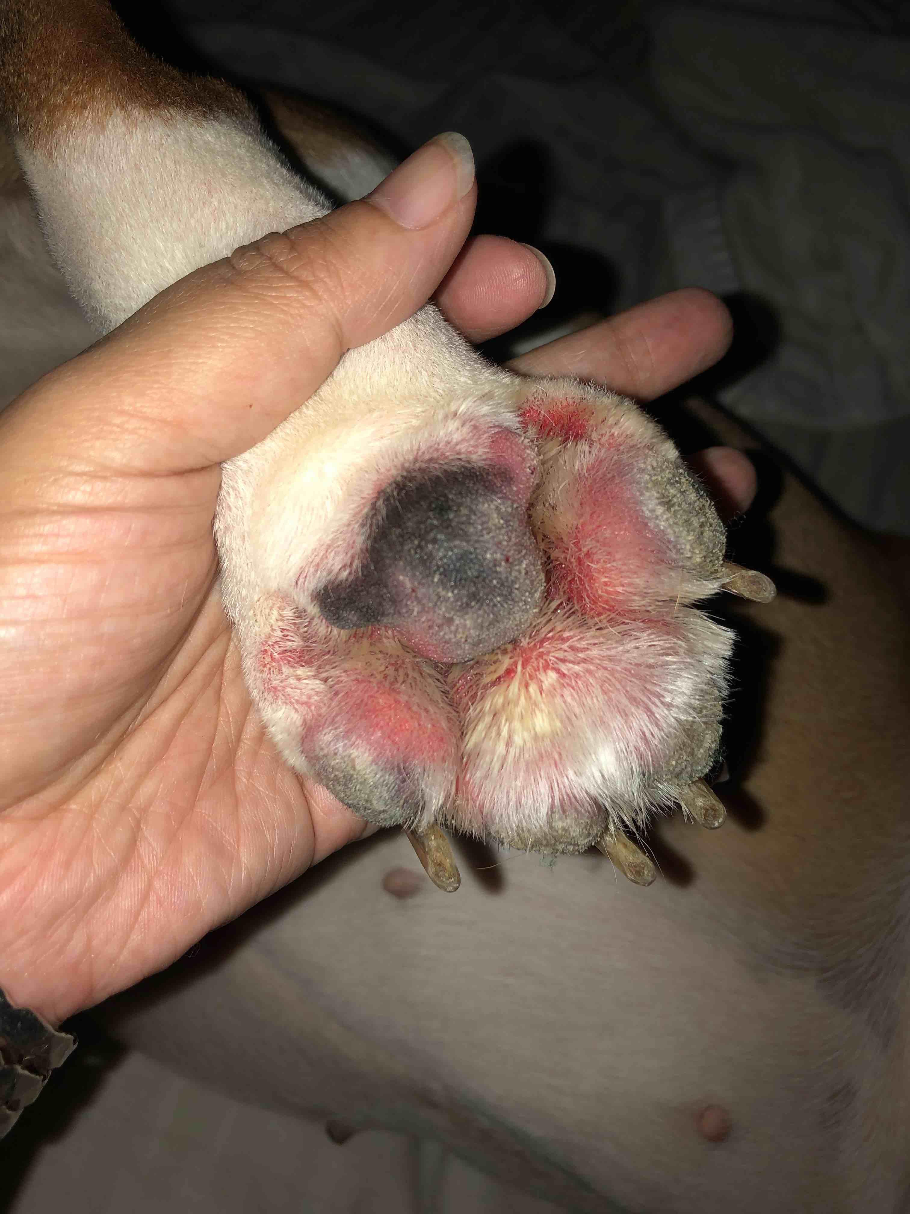 My dog's paw is swollen and she's panting. Should I go to the vet? | Petco