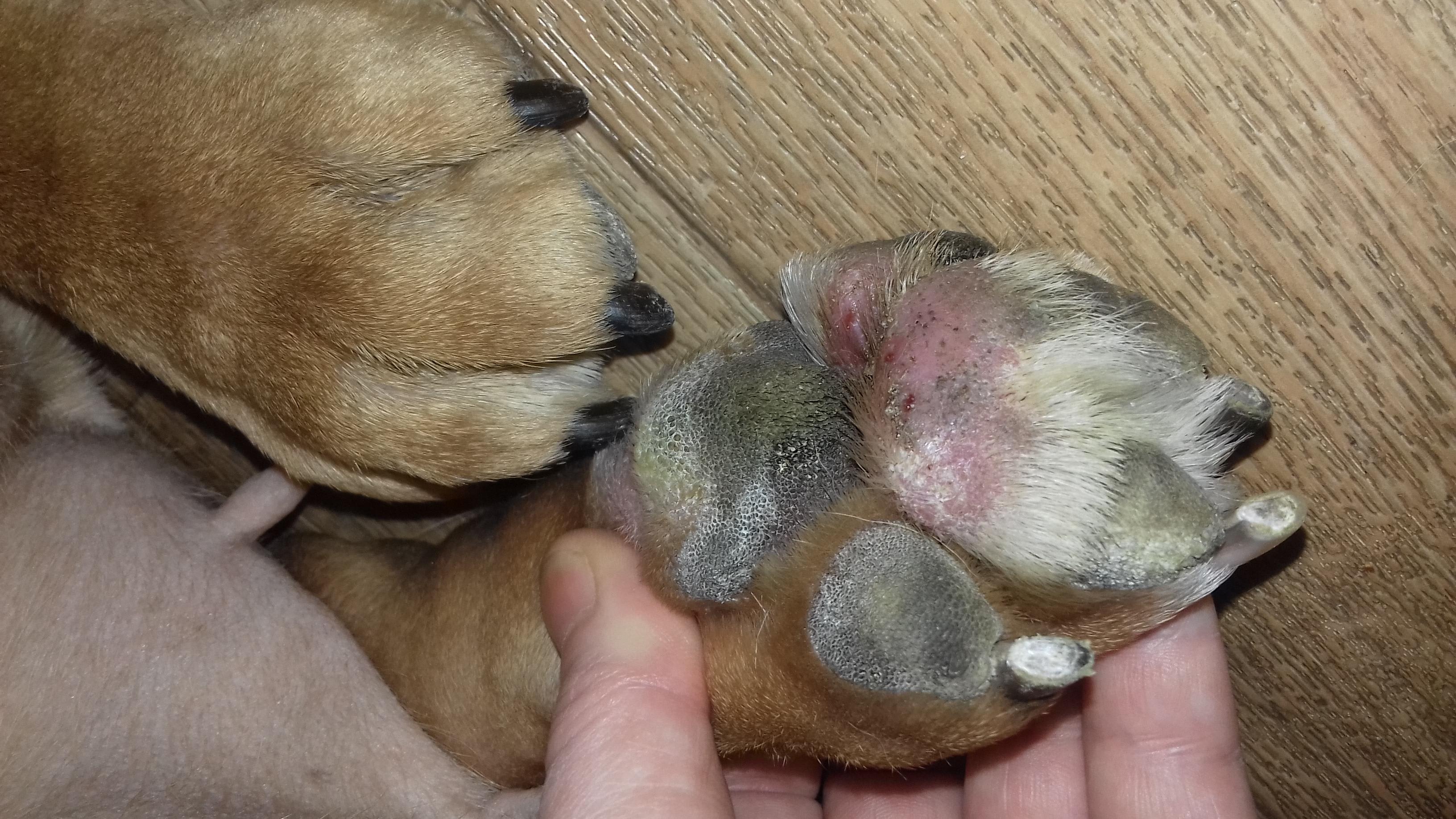 My english b.dog has cysts red and inflamed on both front paws. Her ...