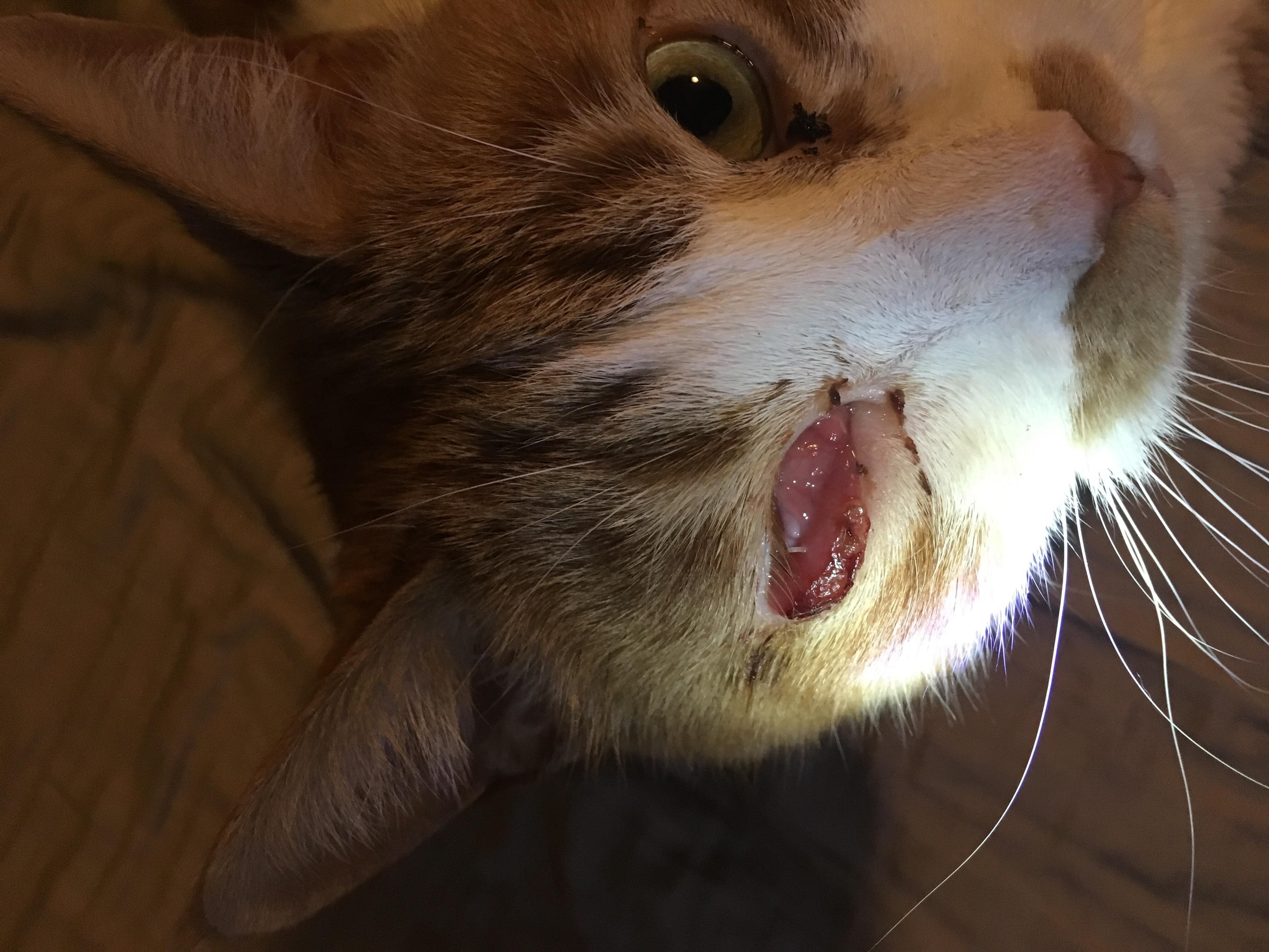 Cat's Eye Swollen Shut on Sunday? Is it an Emergency? | Petco