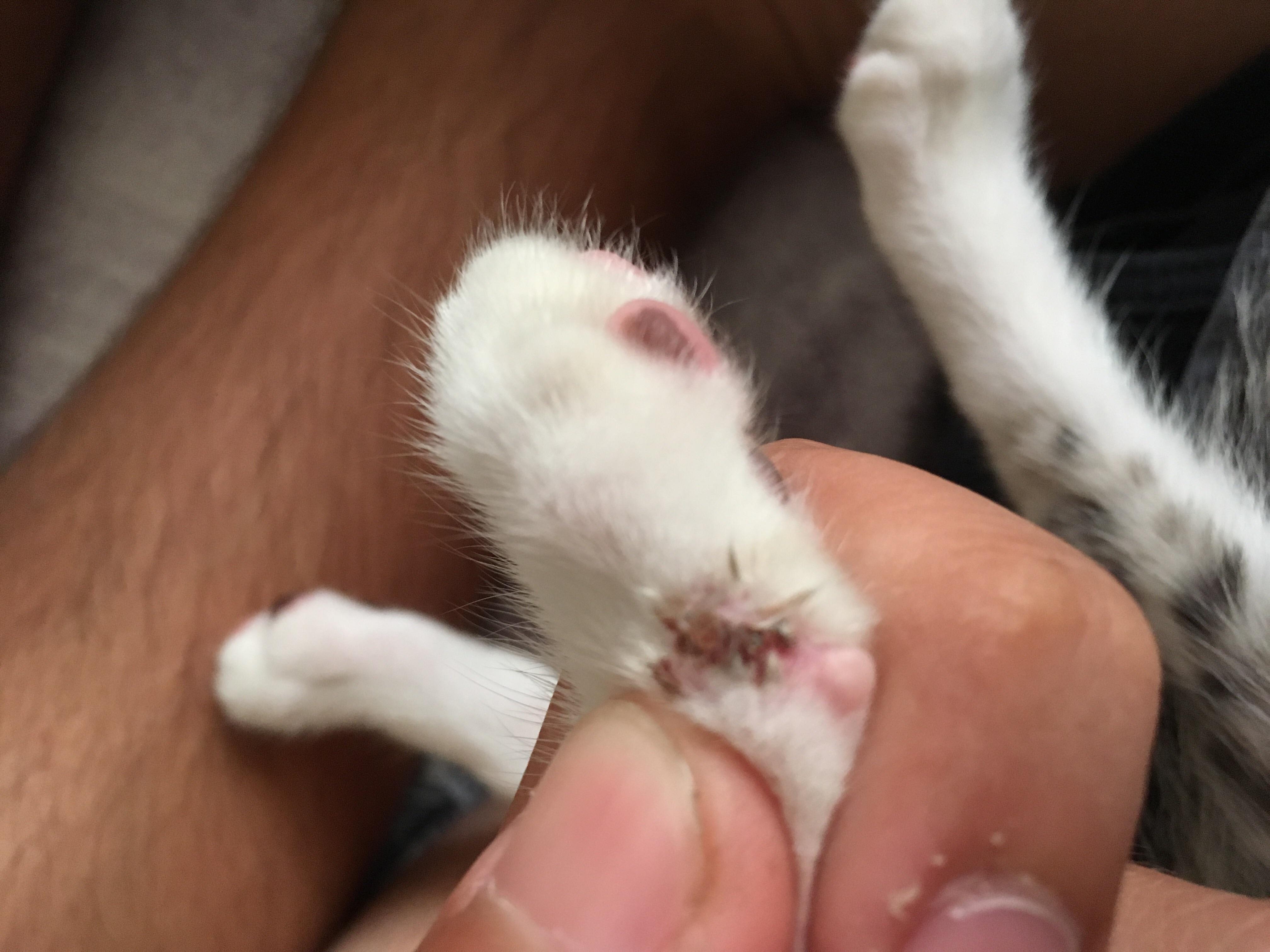 4-Week-Old Kitten: Bleeding Paw or Injured Claw? What to Do Now | Petco