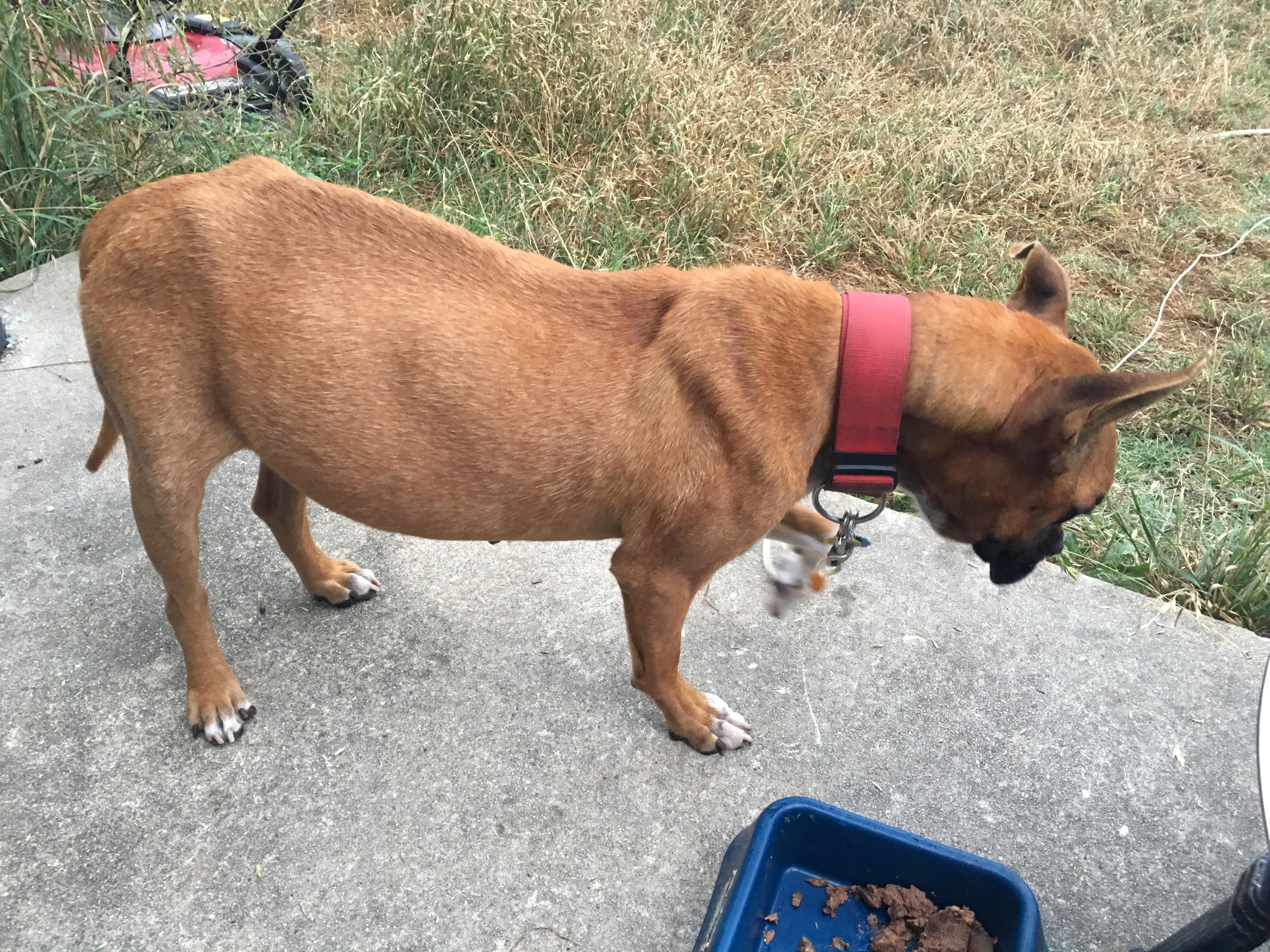 Bloated Boxer After Heartworm? Does He Need Aggressive Vet Care? | Petco
