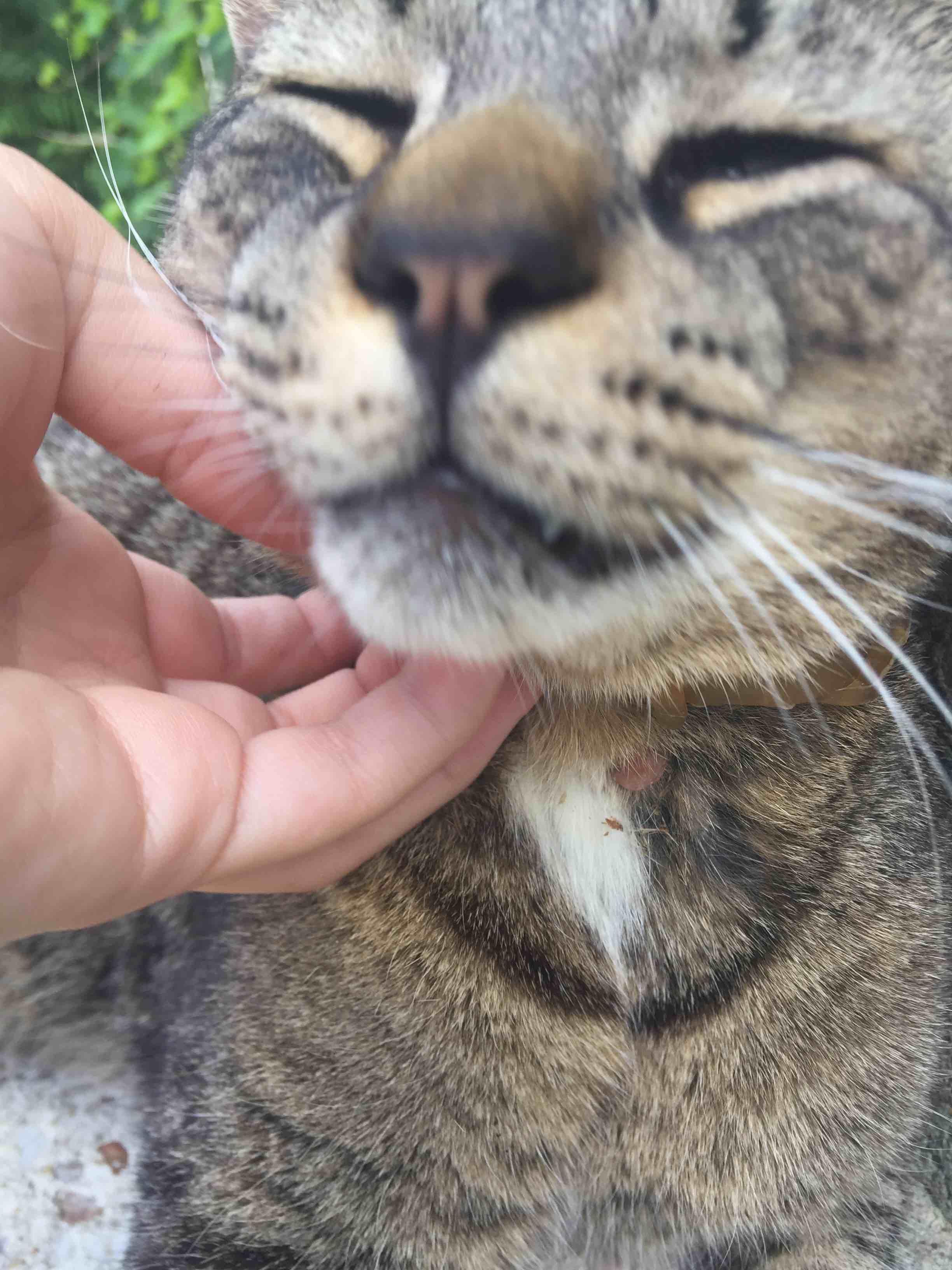 Cat's Raw Neck from Flea Collar? Heal & Prevent Irritation | Petco