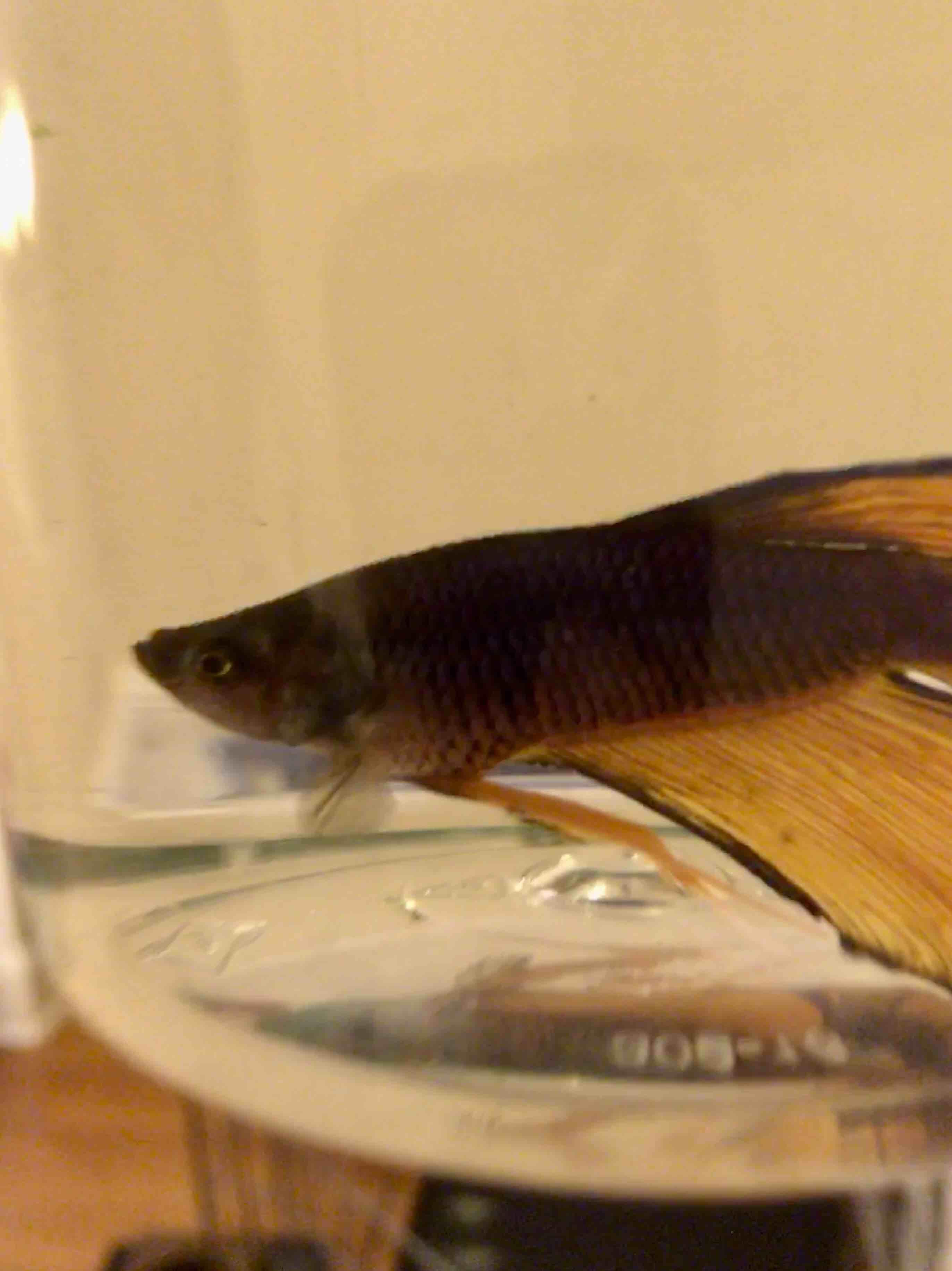 Why is my betta's belly swollen and why does he keep sinking? | Petco