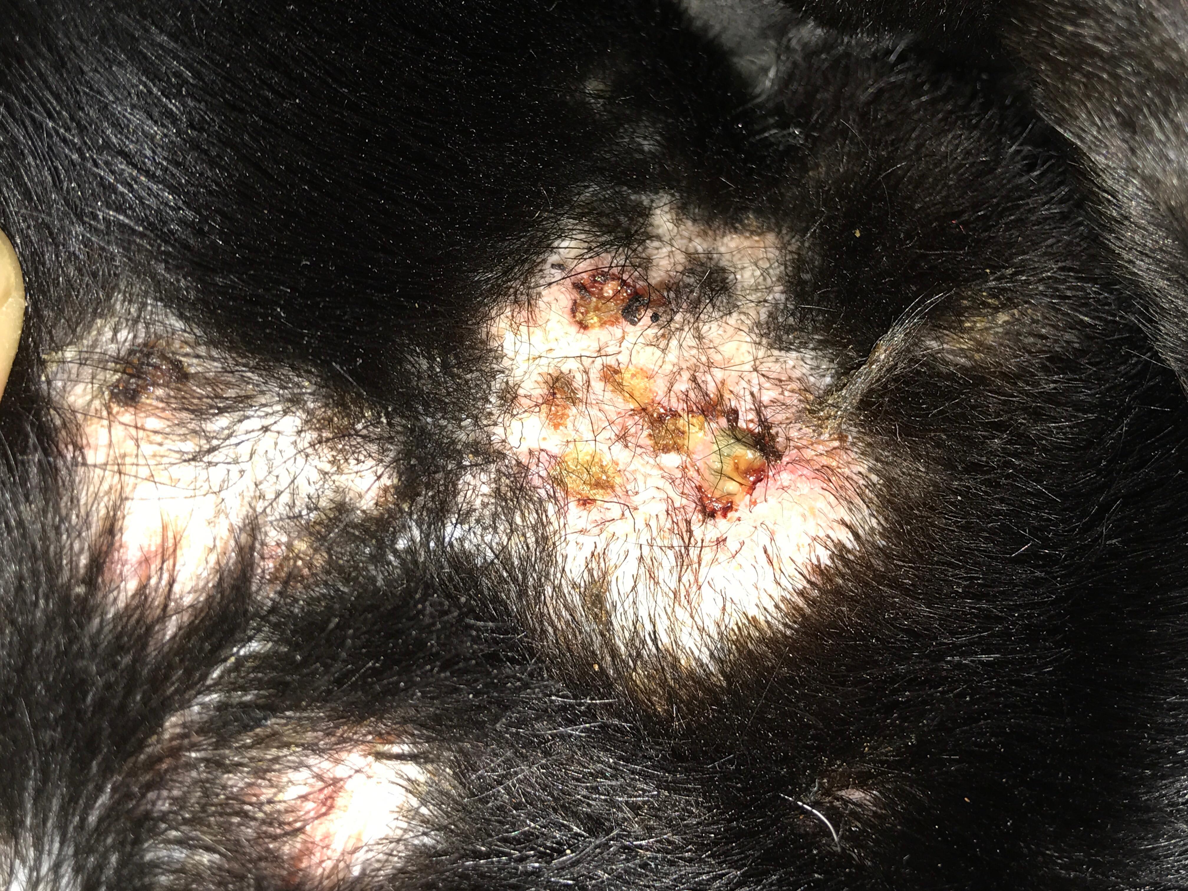 Is your dog's irritated skin flea bites or allergy? Get answers | Petco