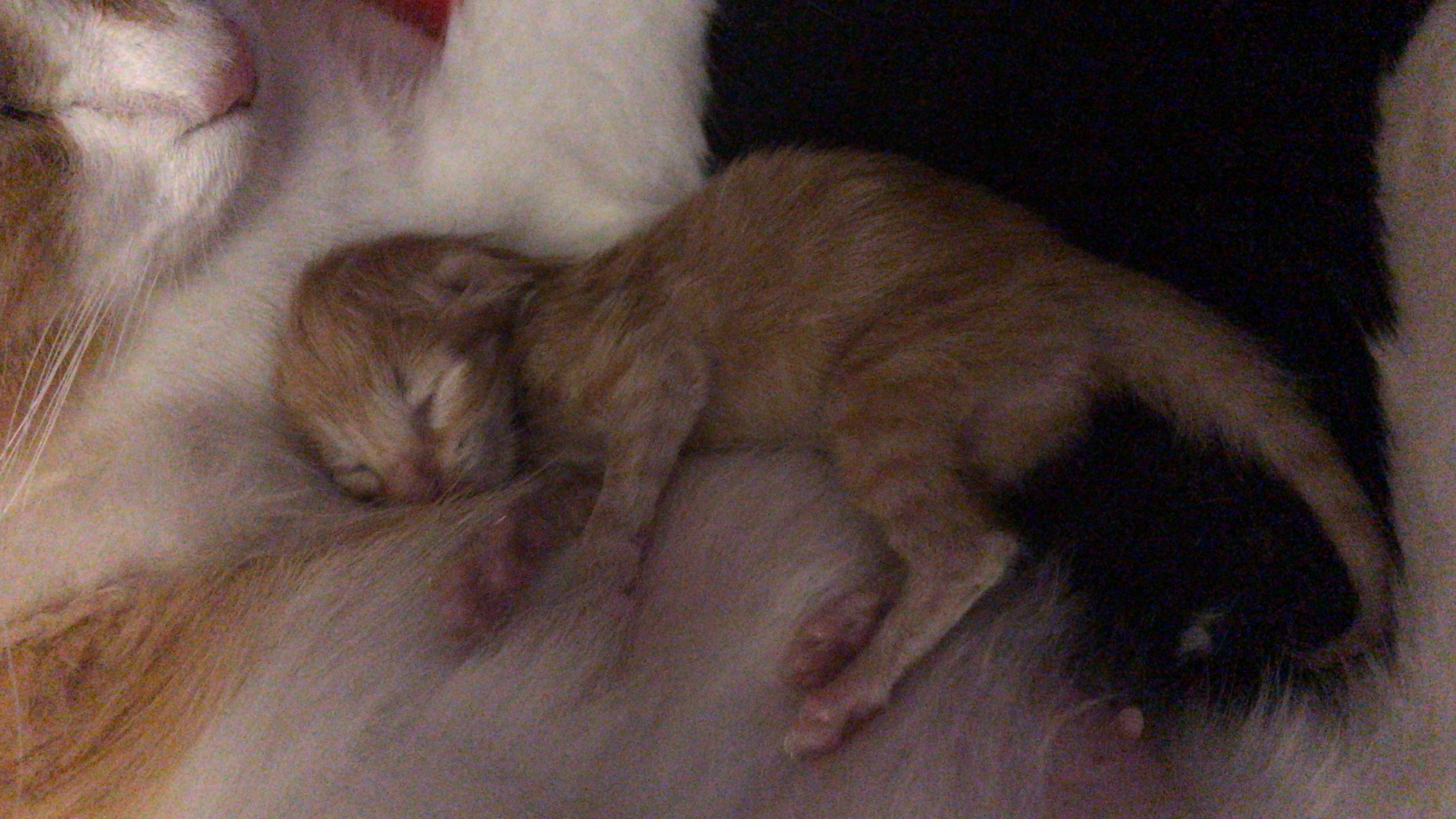 My Cat's Kittens Died or Deformed After Birth: Is This Normal? | Petco