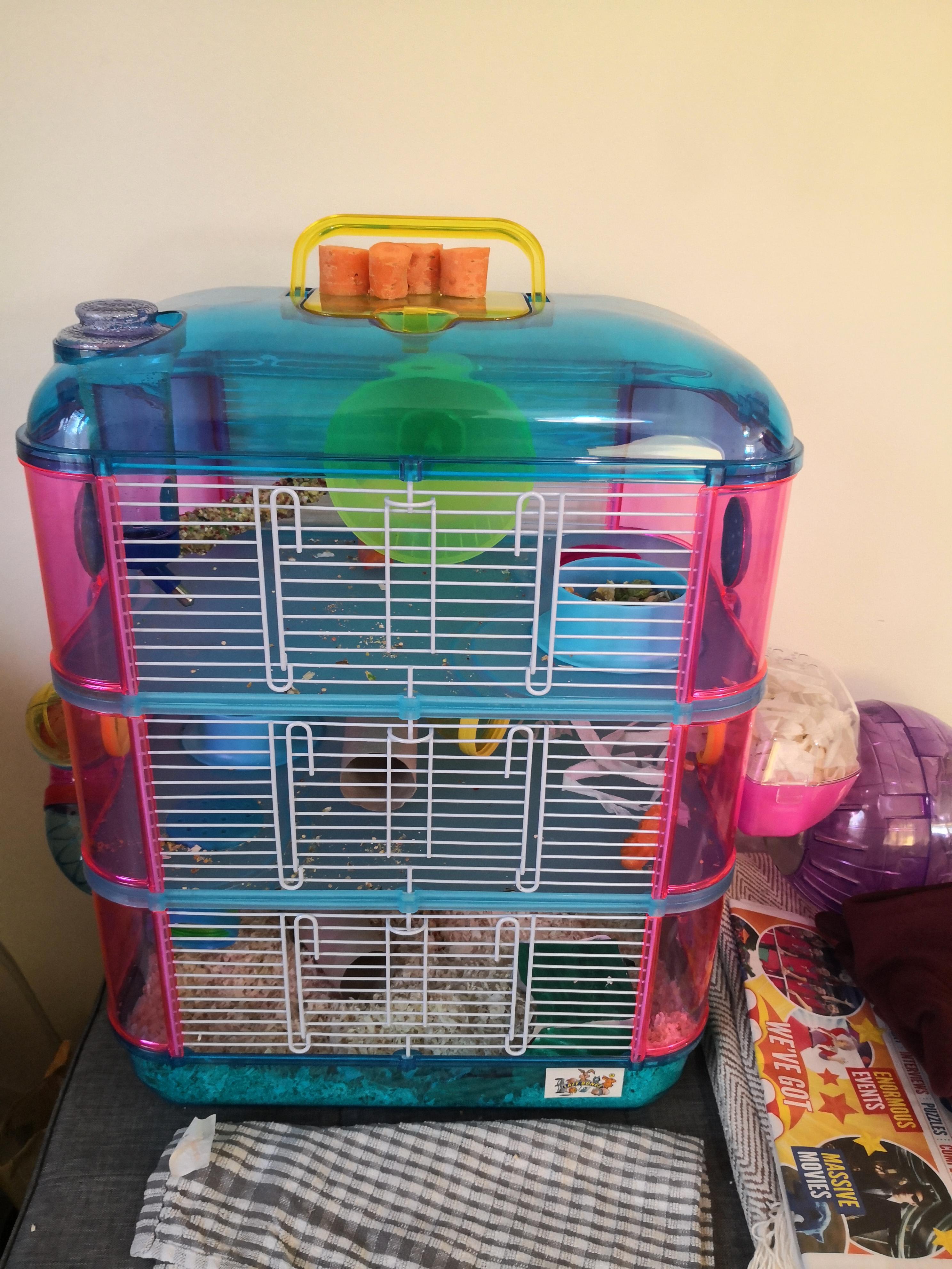 Why is my hamster jumpy, bar biting, and chattering teeth? | Petco