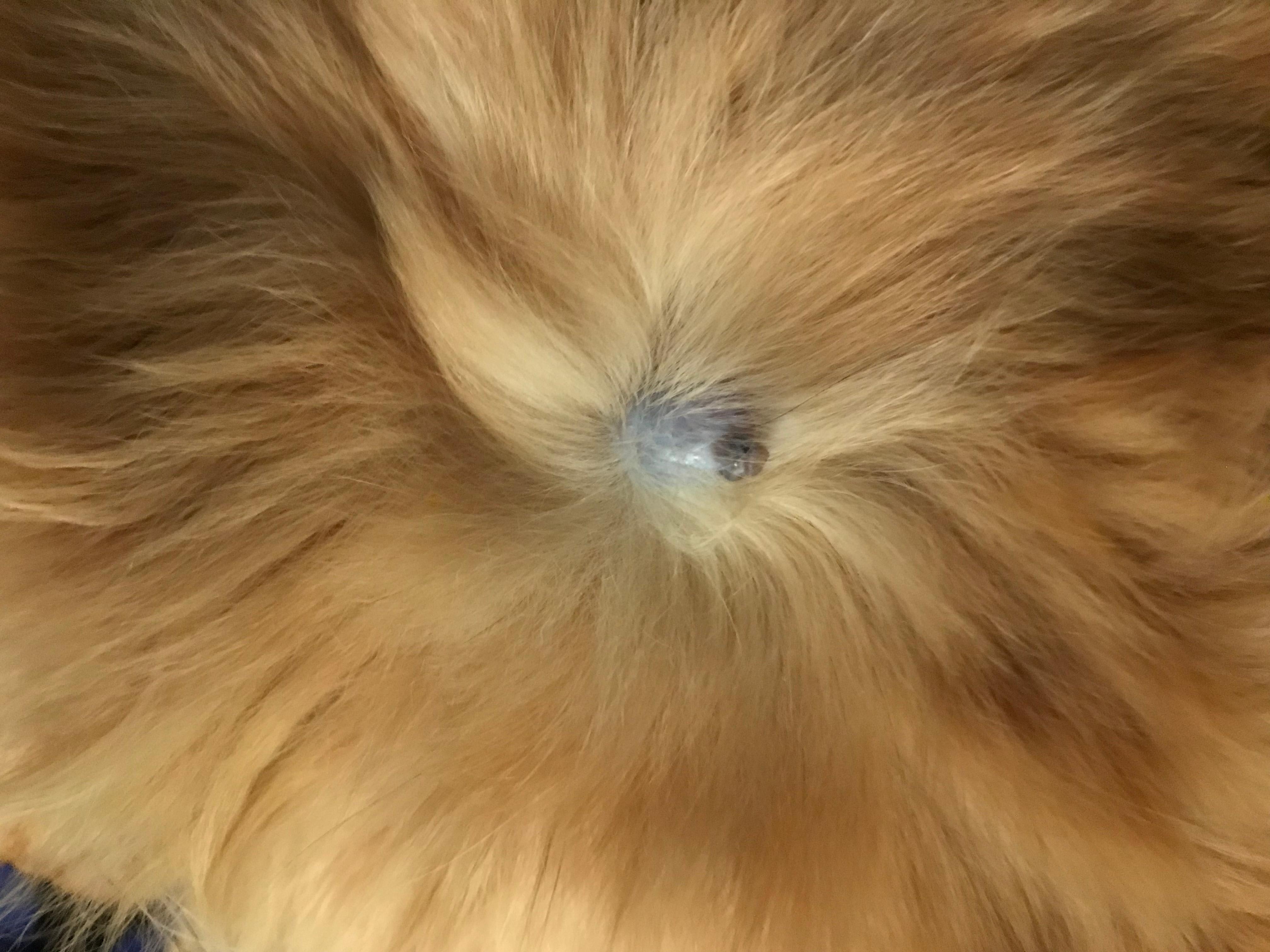 My cat has a grape-sized lump on shoulder. Should I worry? | Petco