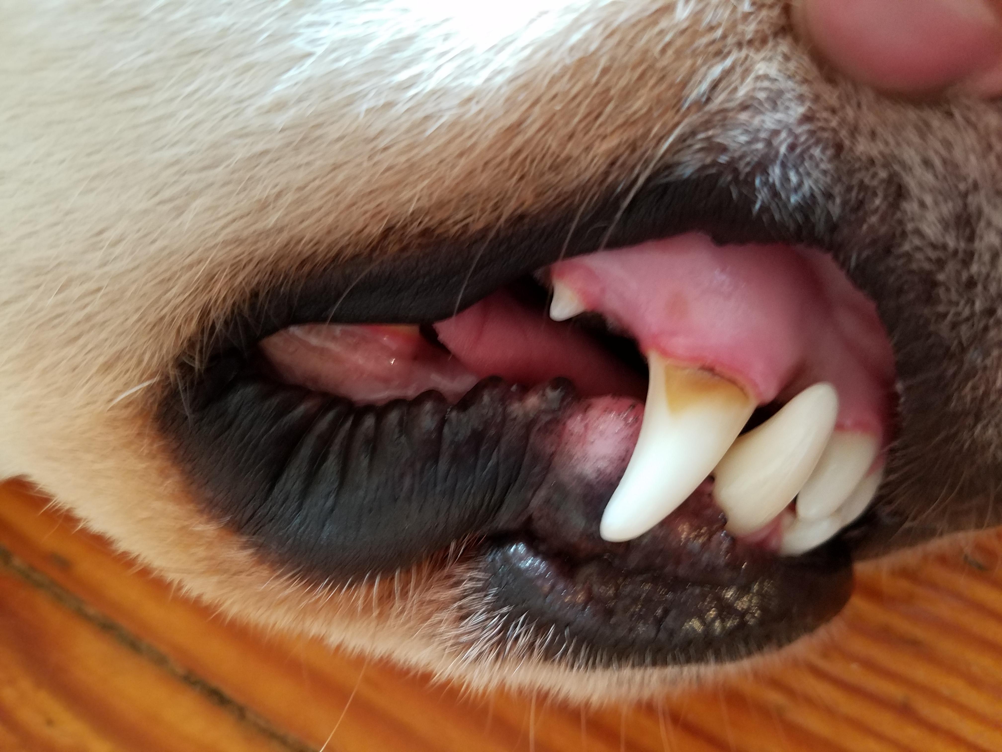 What's on My Dog's Tooth? Crack or Infection? Find Out Here | Petco