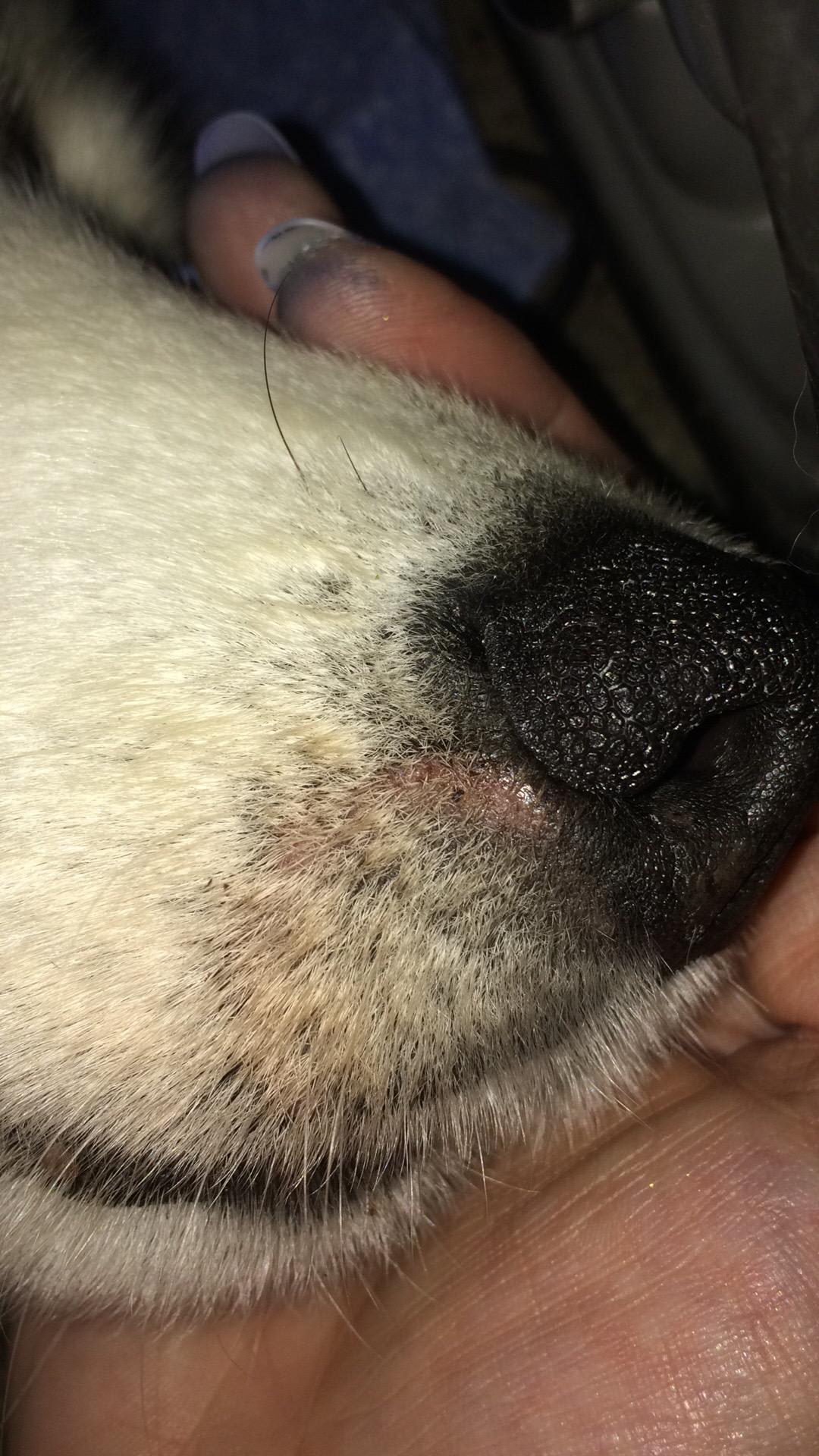 My Dog Has Red, Scaly Nose & Flaking Fur. What Is It? | Petco