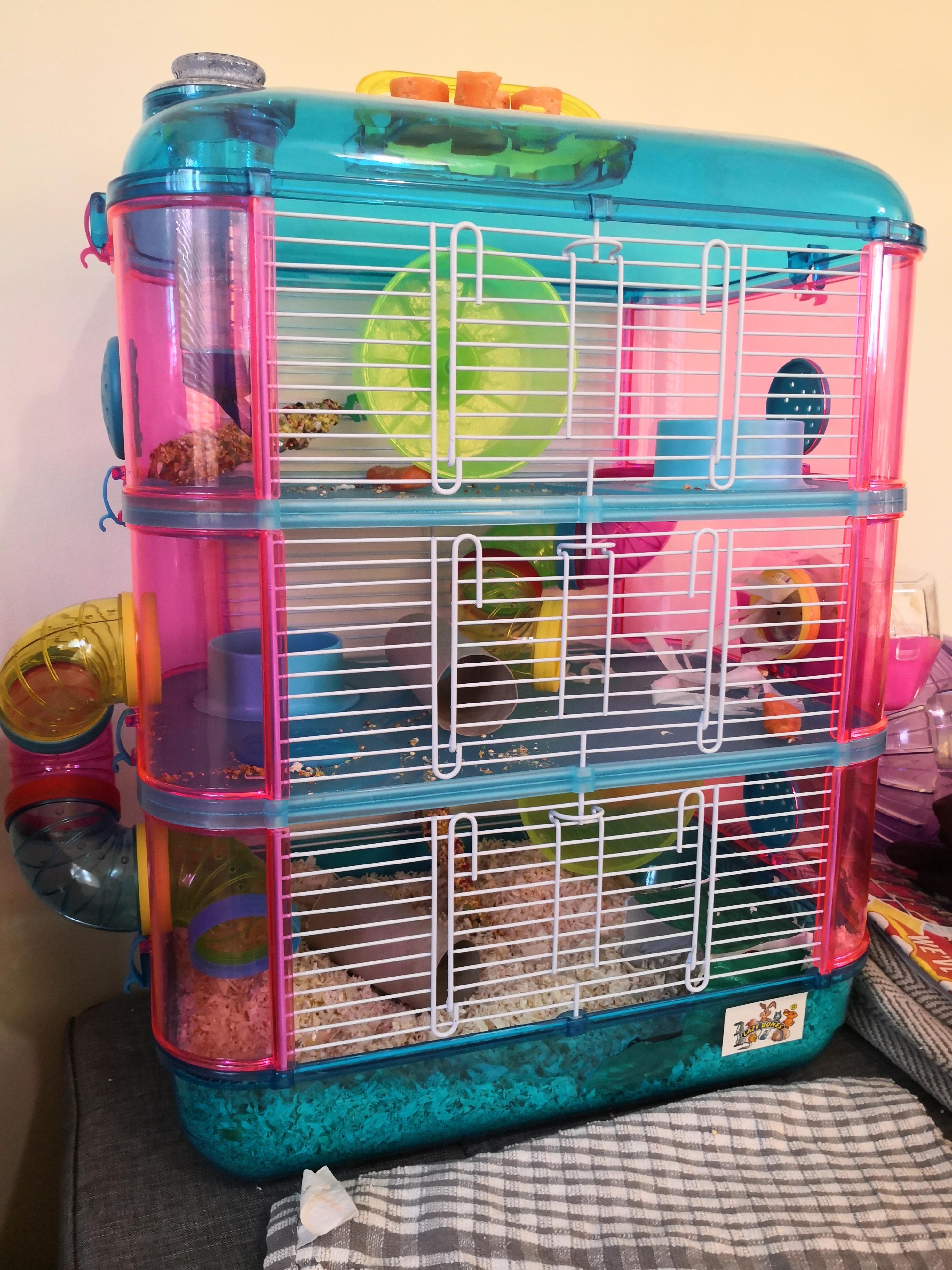 Why is my hamster jumpy, bar biting, and chattering teeth? | Petco
