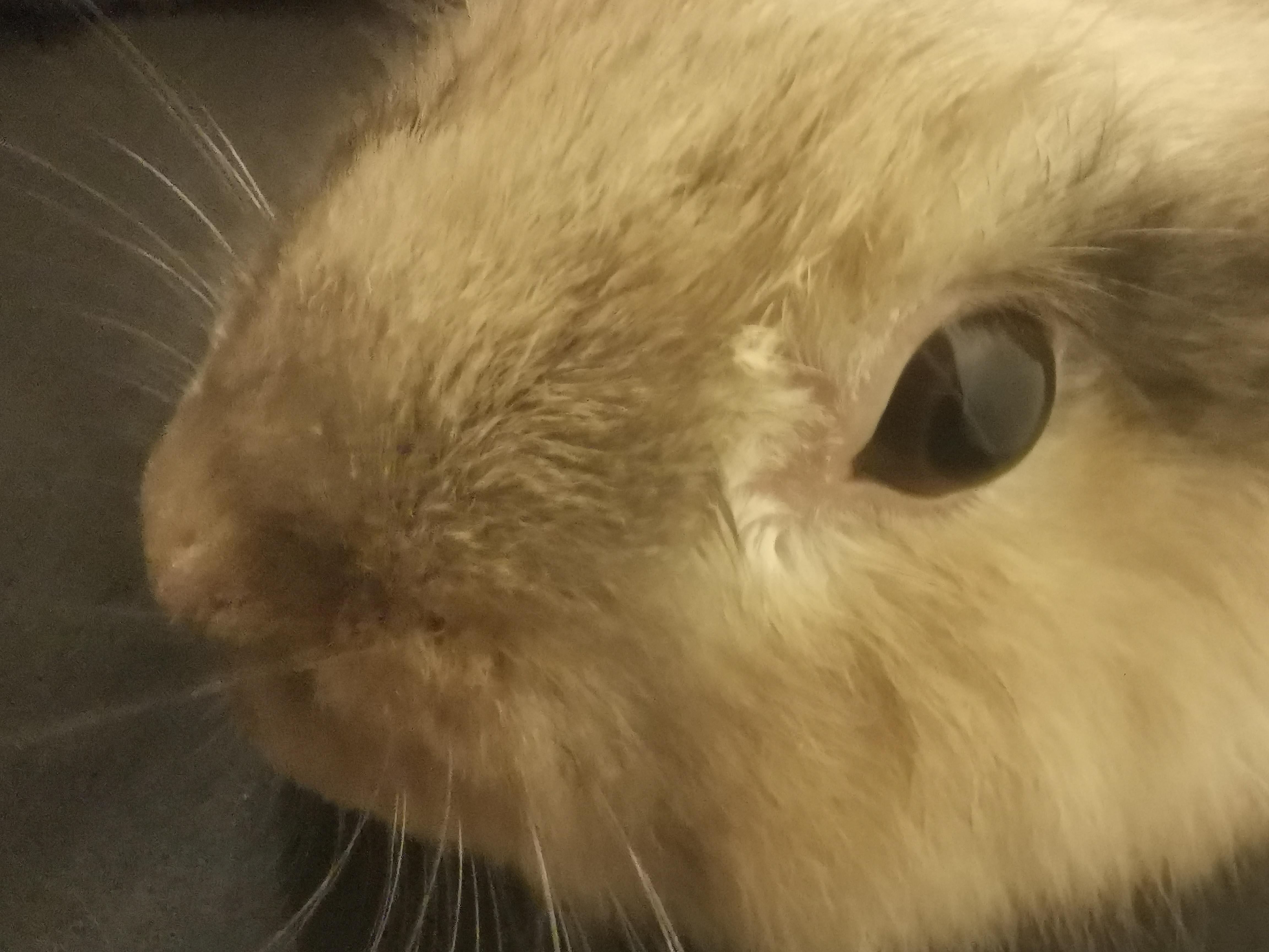 My Dwarf Rabbit Has Watery Eyes But Is Healthy. What's Wrong? | Petco