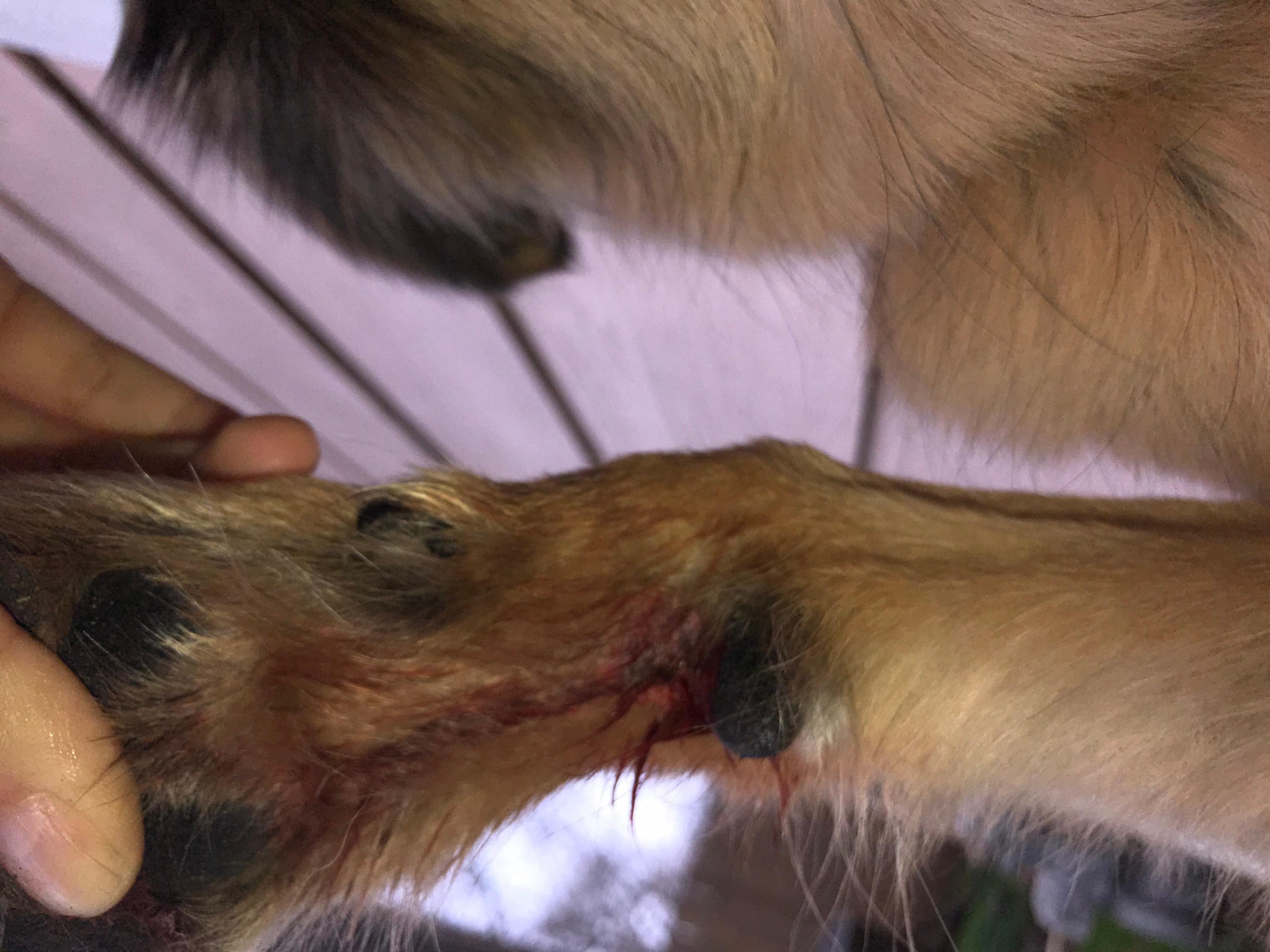 My Dog Cut Paw Pad? Stop Bleeding & Help It Heal Properly | Petco