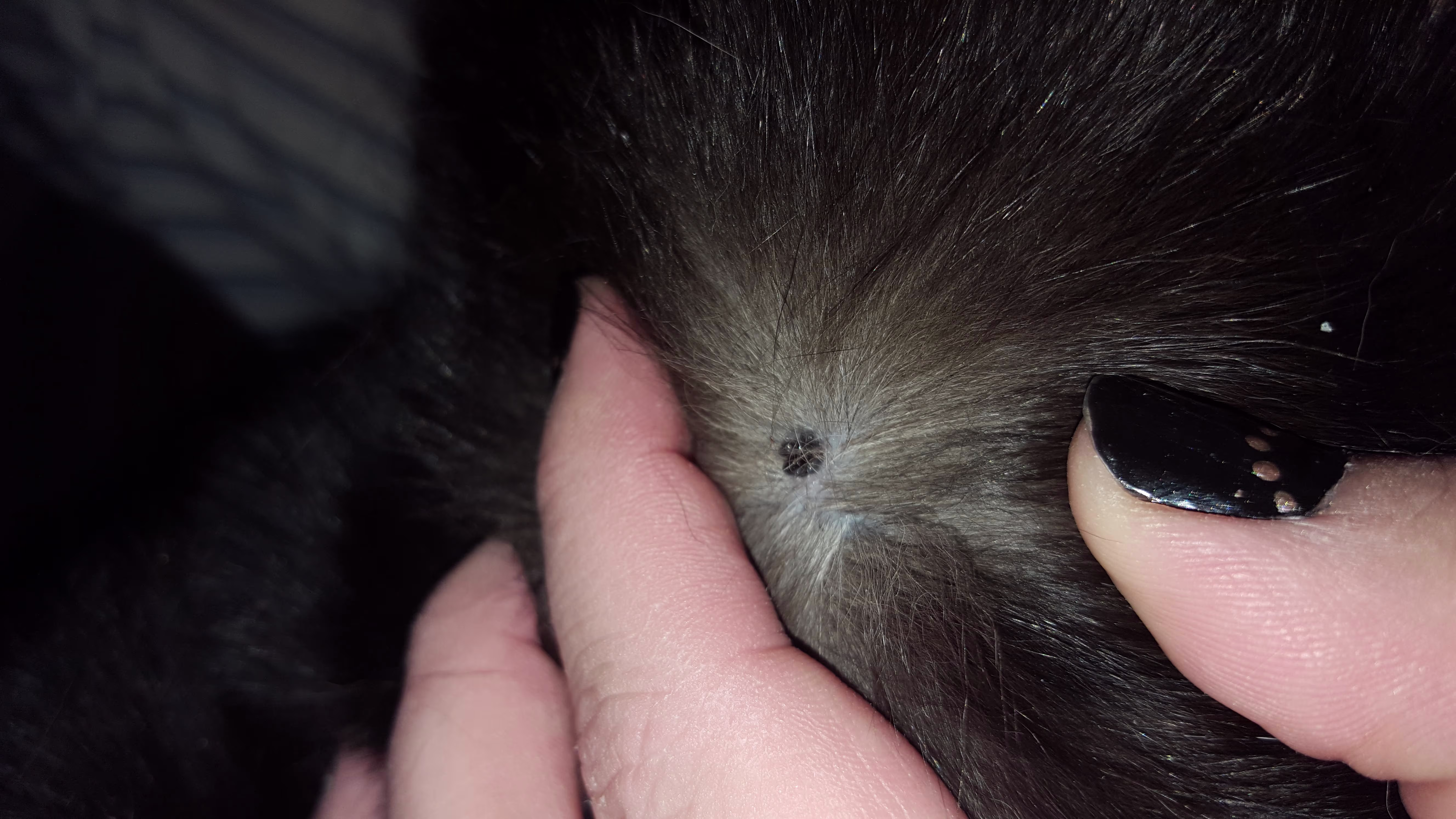 My cat has tiny black skin lumps. Should you see a vet? | Petco