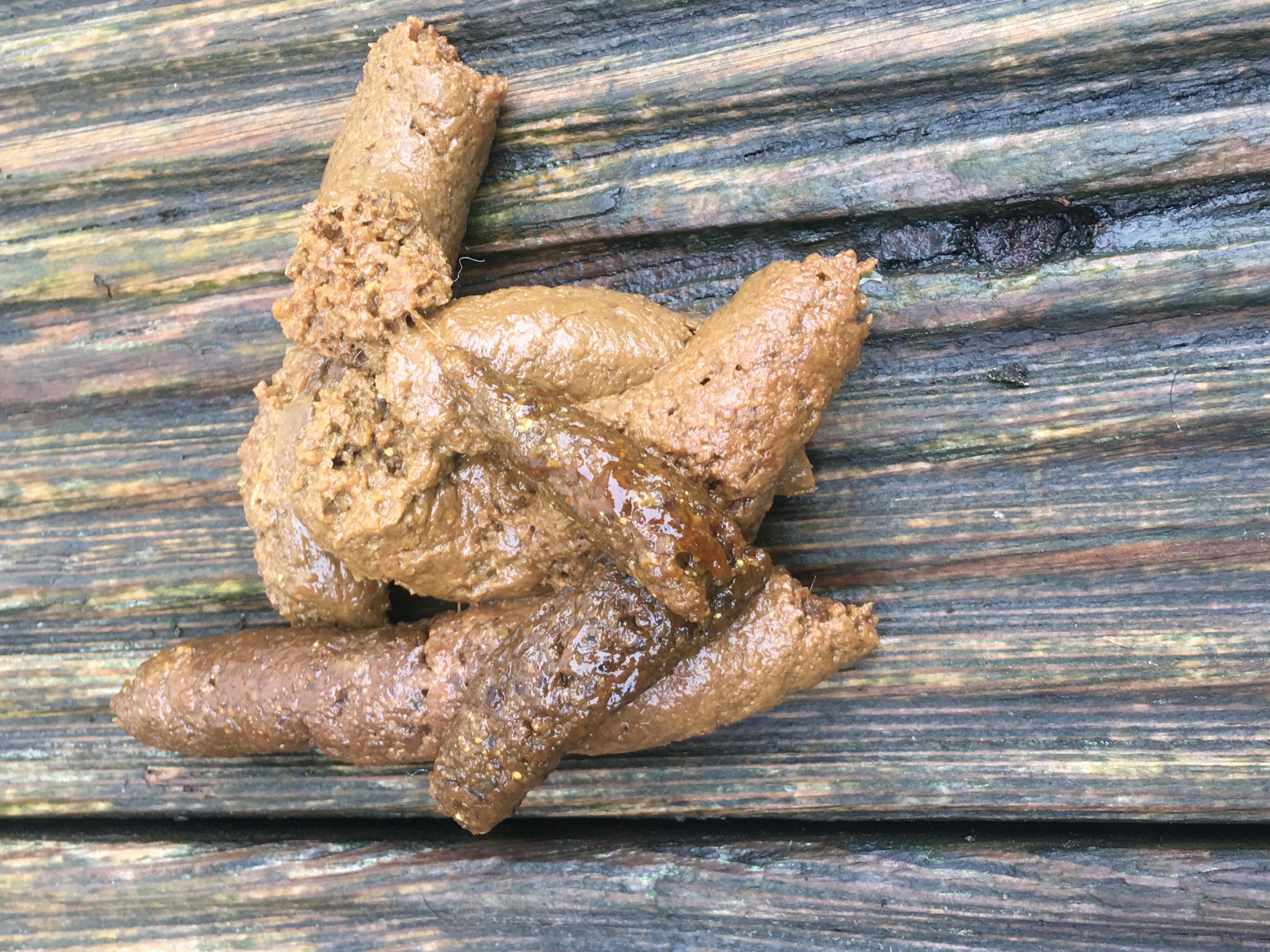 My Puppy's Poop: Yellow Spots After Diarrhea? What Is It? | Petco