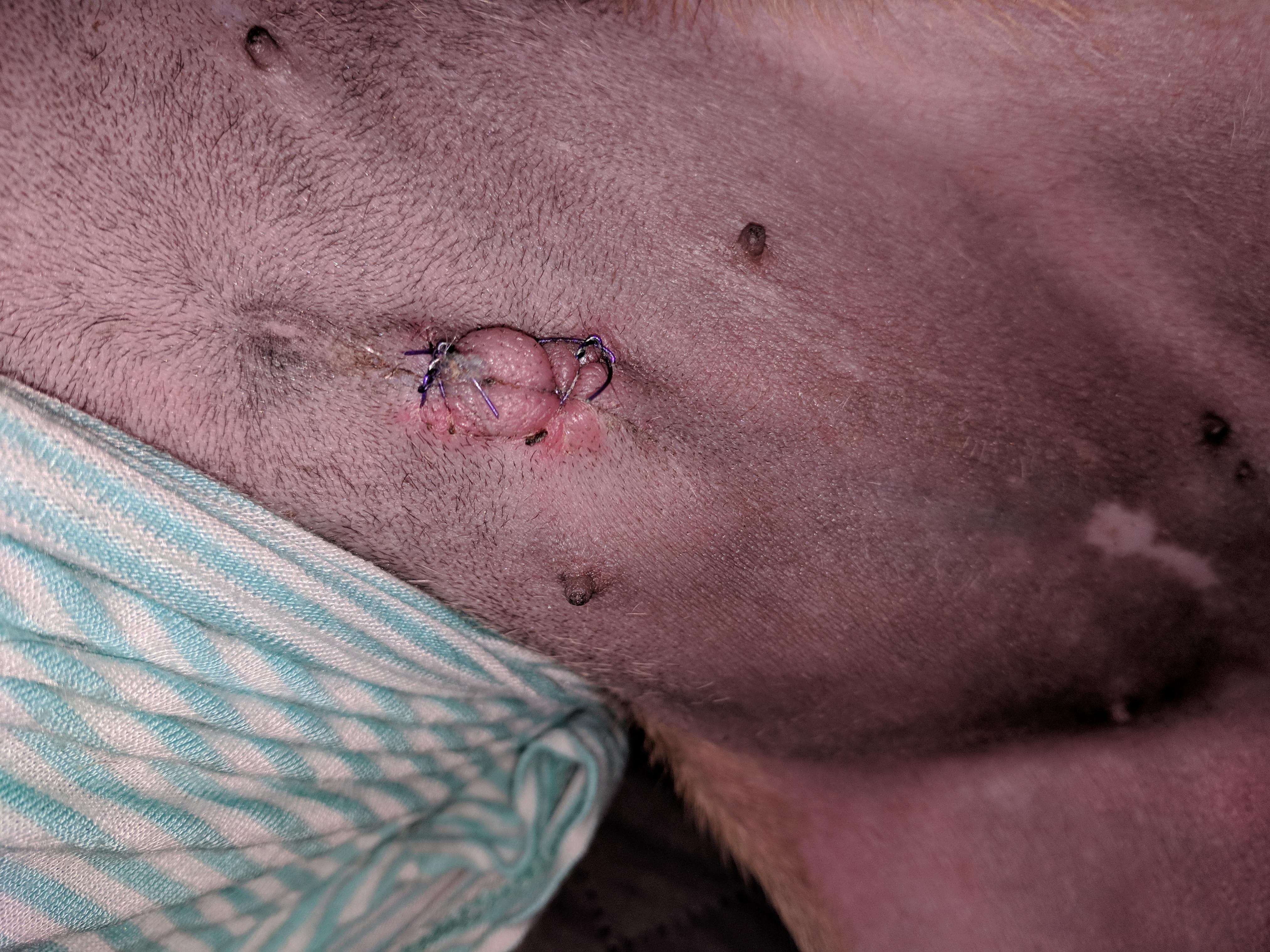 Are Swollen Stitches Normal After Your Dog's Spay Surgery? | Petco