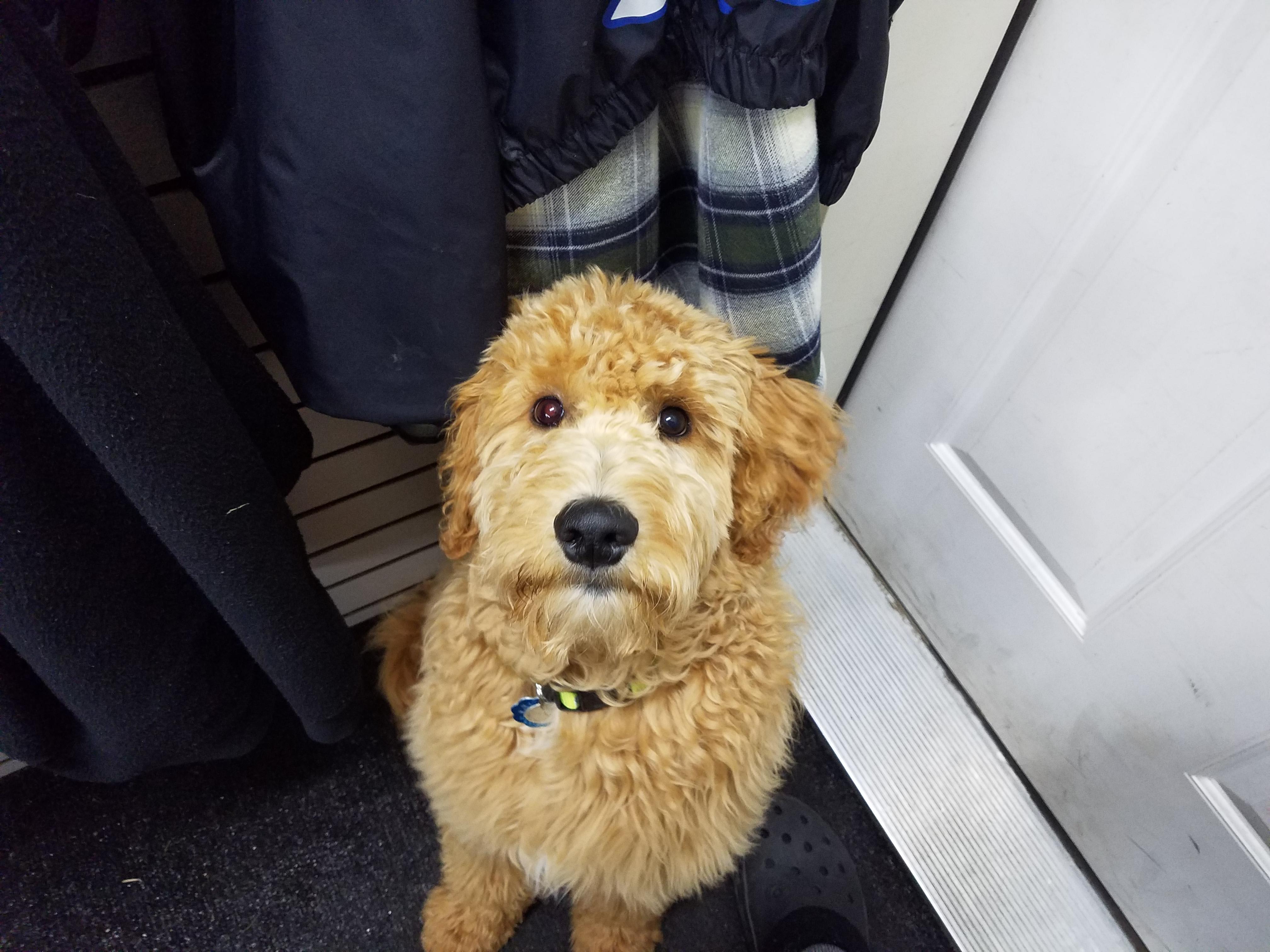 Why is my Goldendoodle puppy's pupil red and eye suddenly blind? | Petco