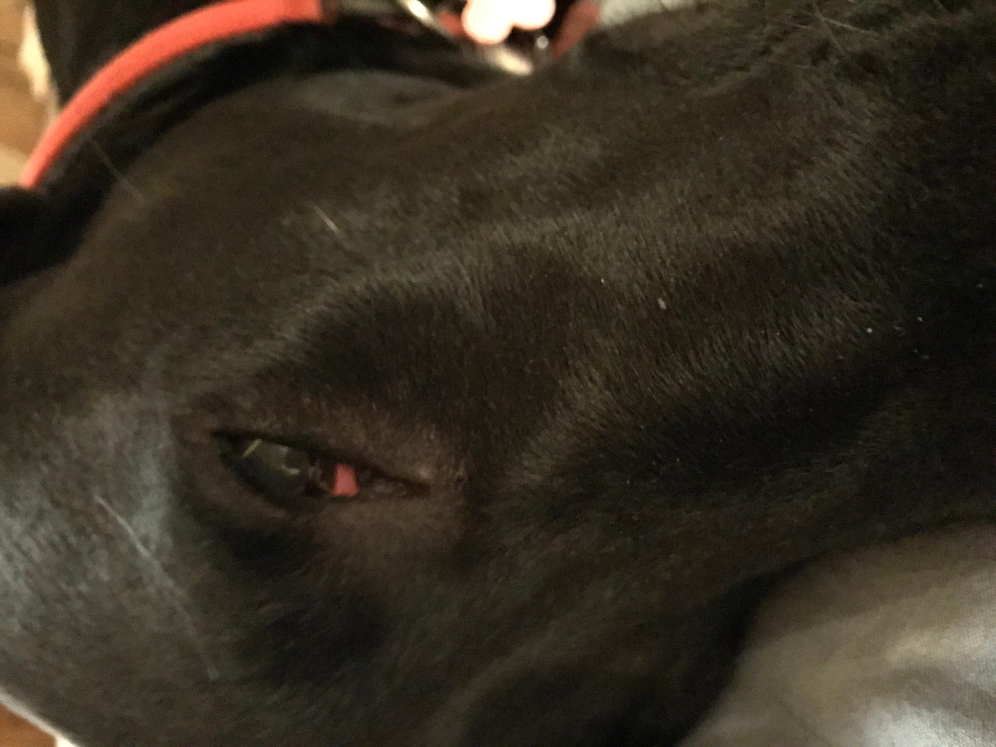 Why is my dog's eye red, painful, squinting, or discharging? | Petco