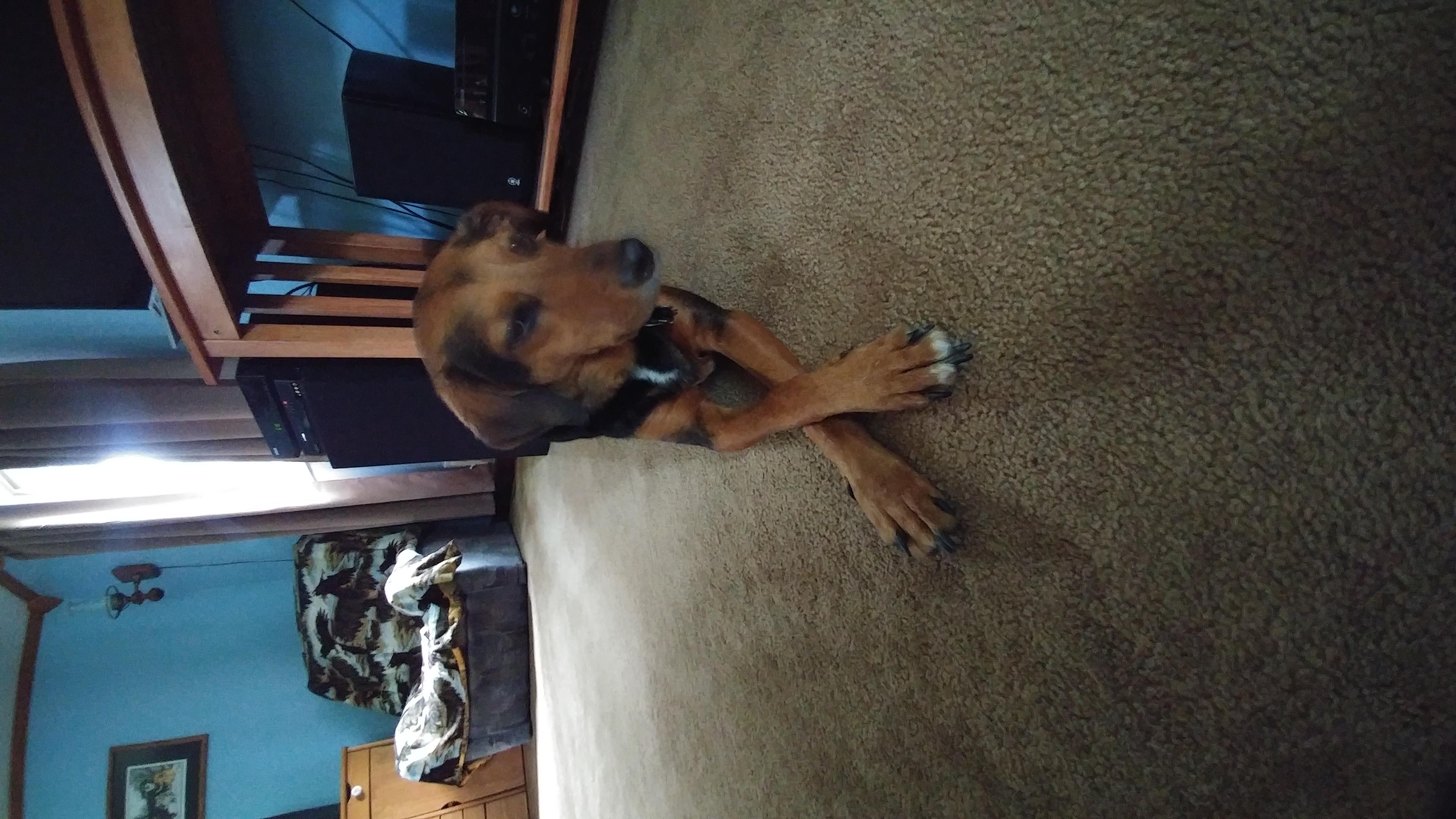 Is 29% Protein in Your Dog's New Food Too Much? Get Answers | Petco