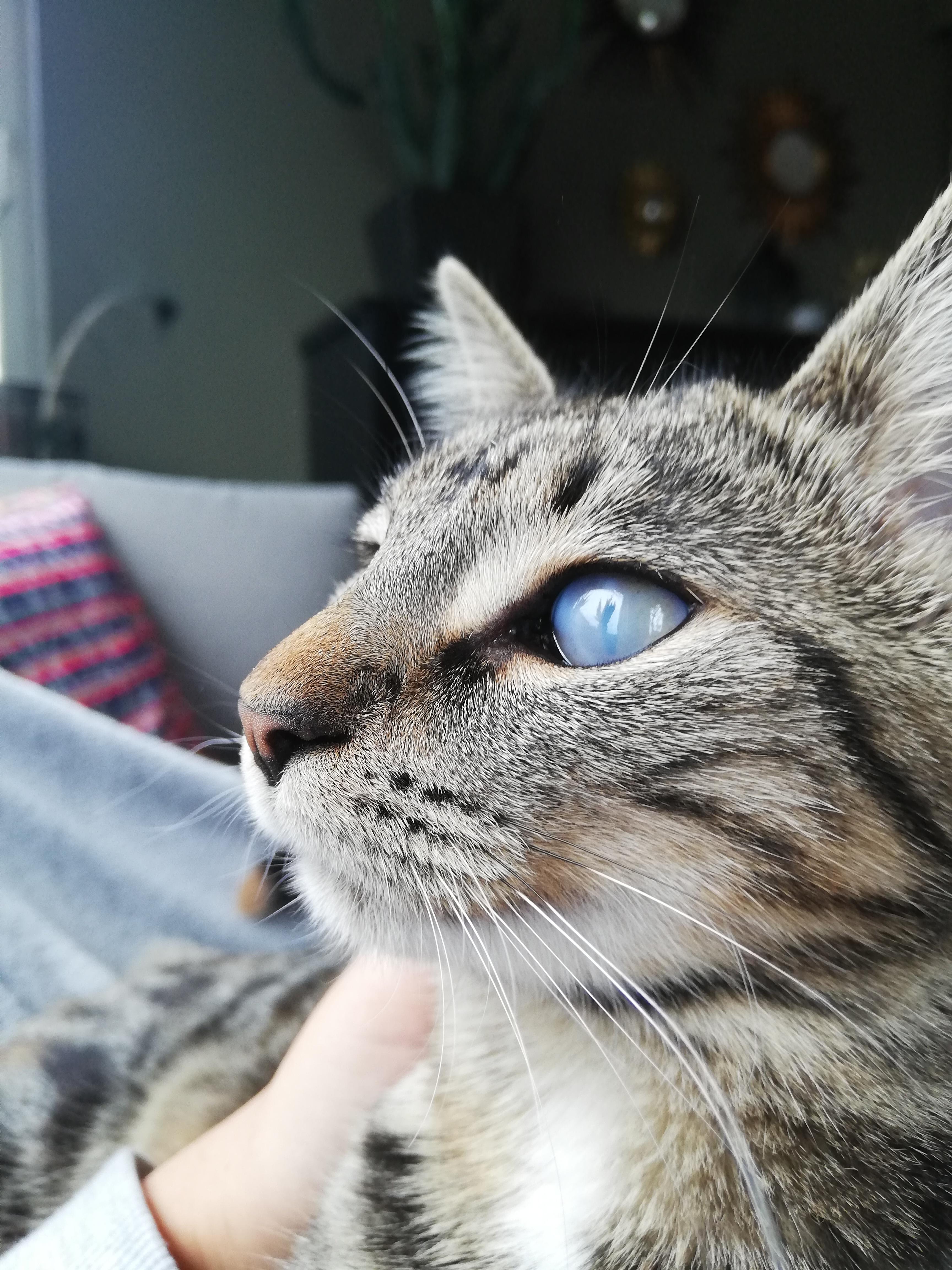 Is it normal for a 5-month-old tabby kitten to have blue eyes? | Petco