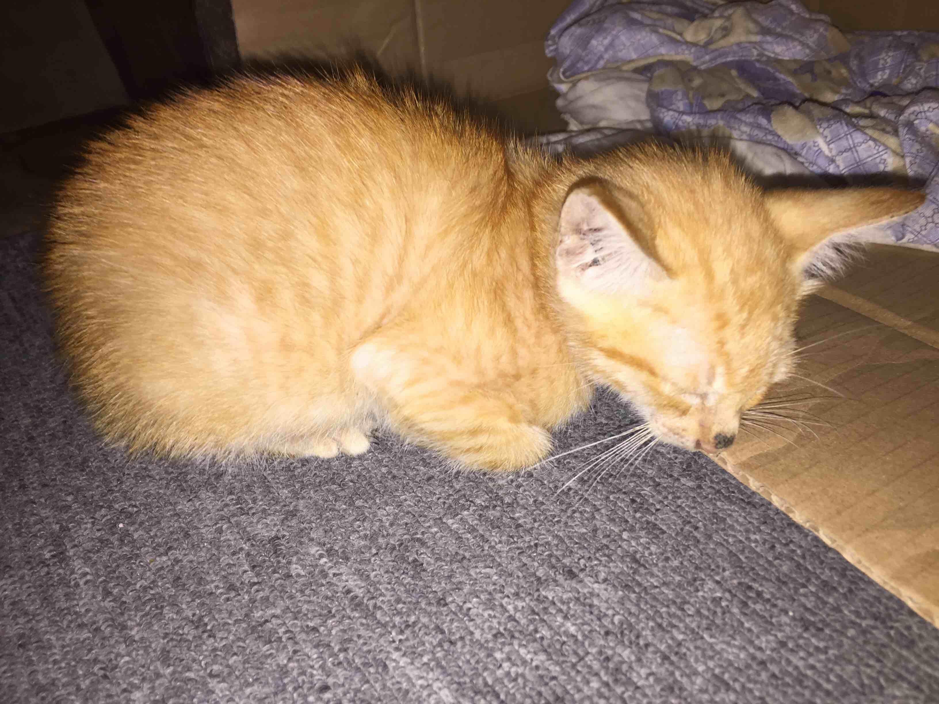 My Kitten is Sick, Pale, Dull, Shivering: What to Do Now? | Petco