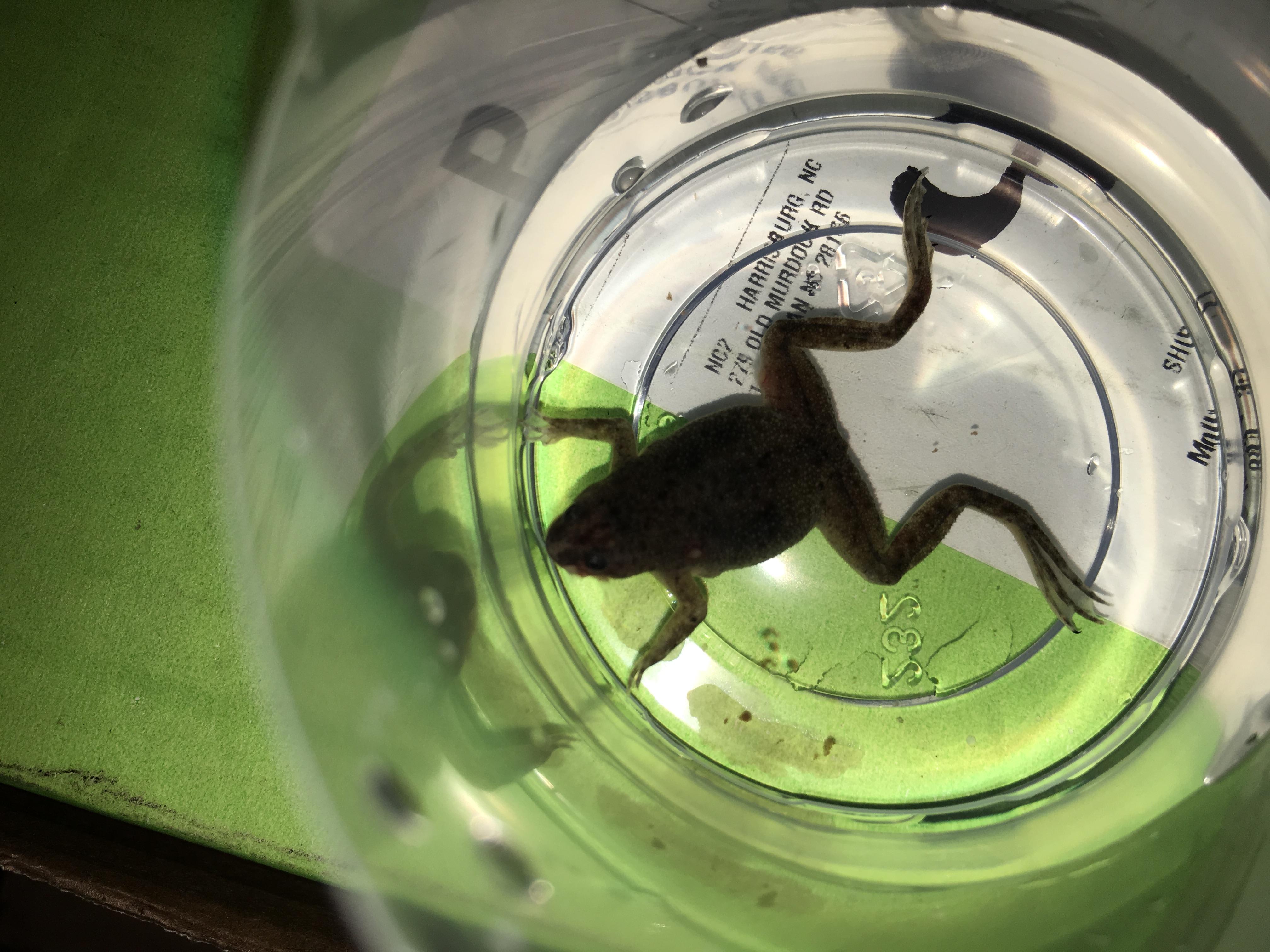 My African Dwarf Frog is Dying: Bloated, Sores, Protect Fish | Petco