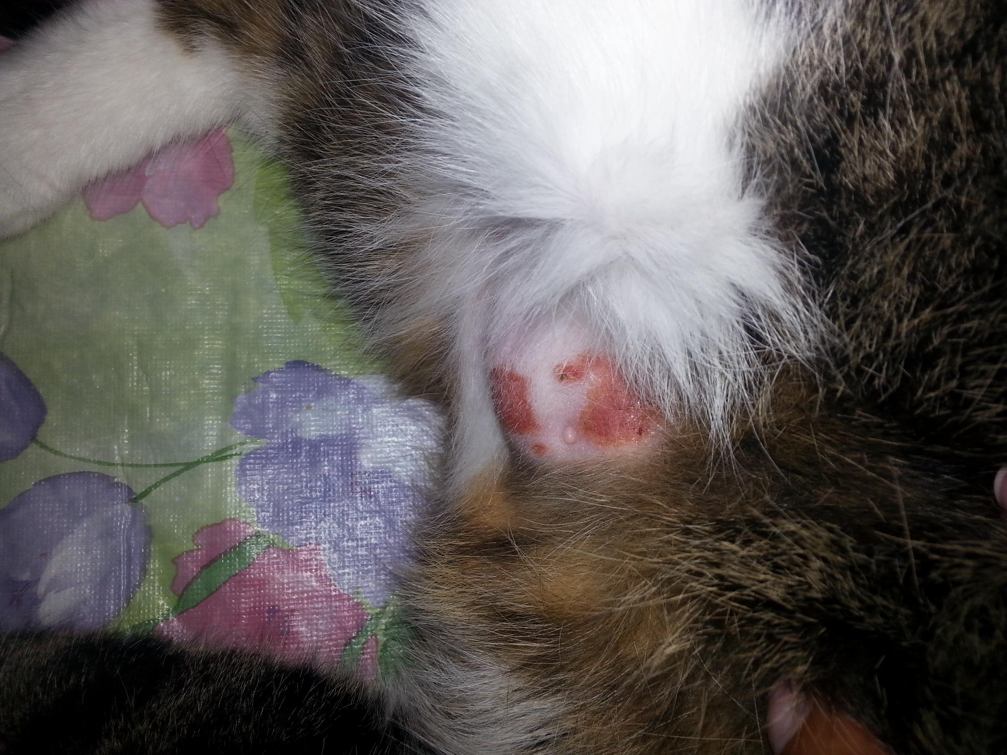My Cat Has a Red Spot on Her Belly: Rash or Something Else? | Petco