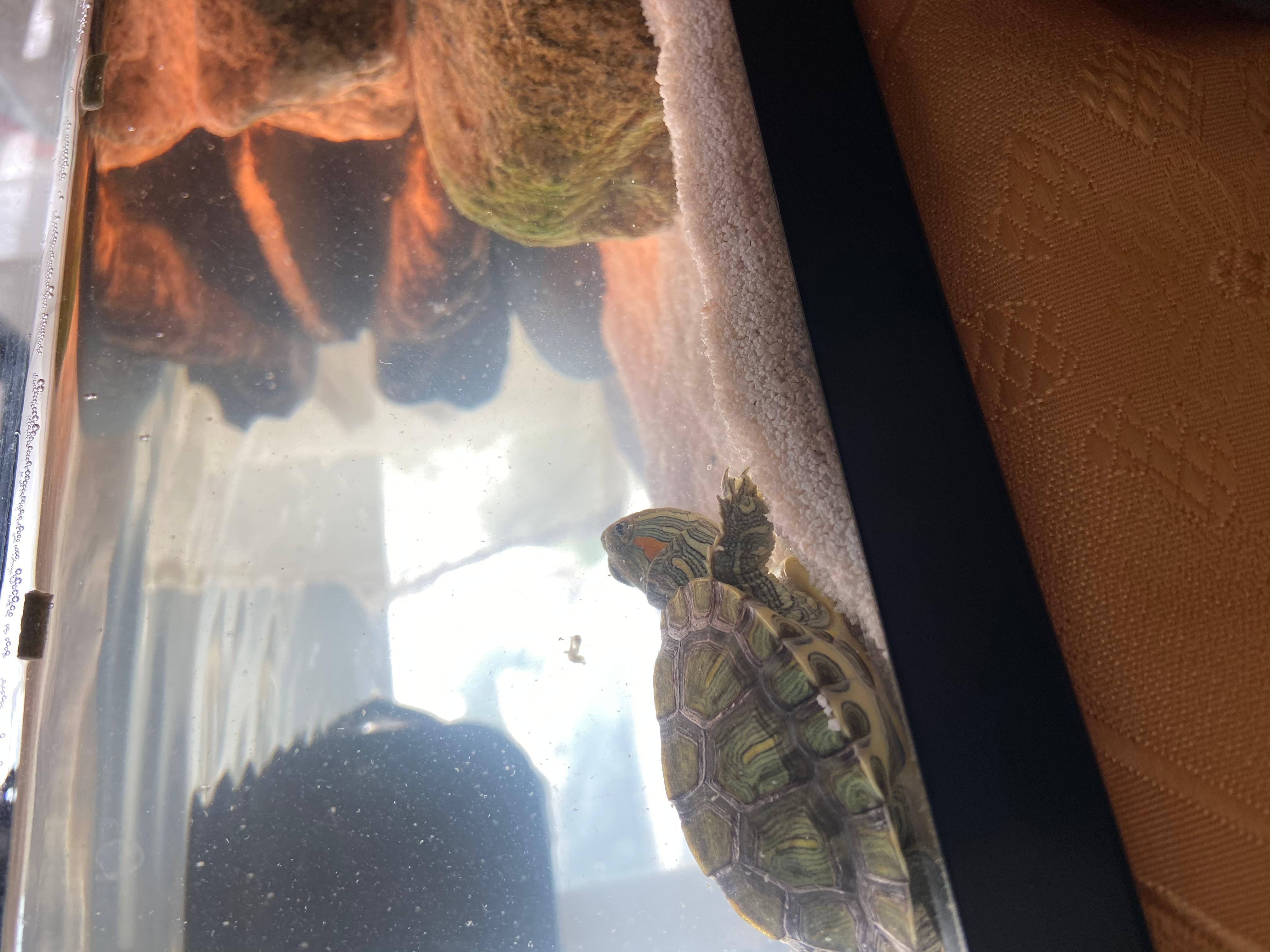 Red Eared Slider Shell Has Black Creases: Shell Rot or Normal? | Petco