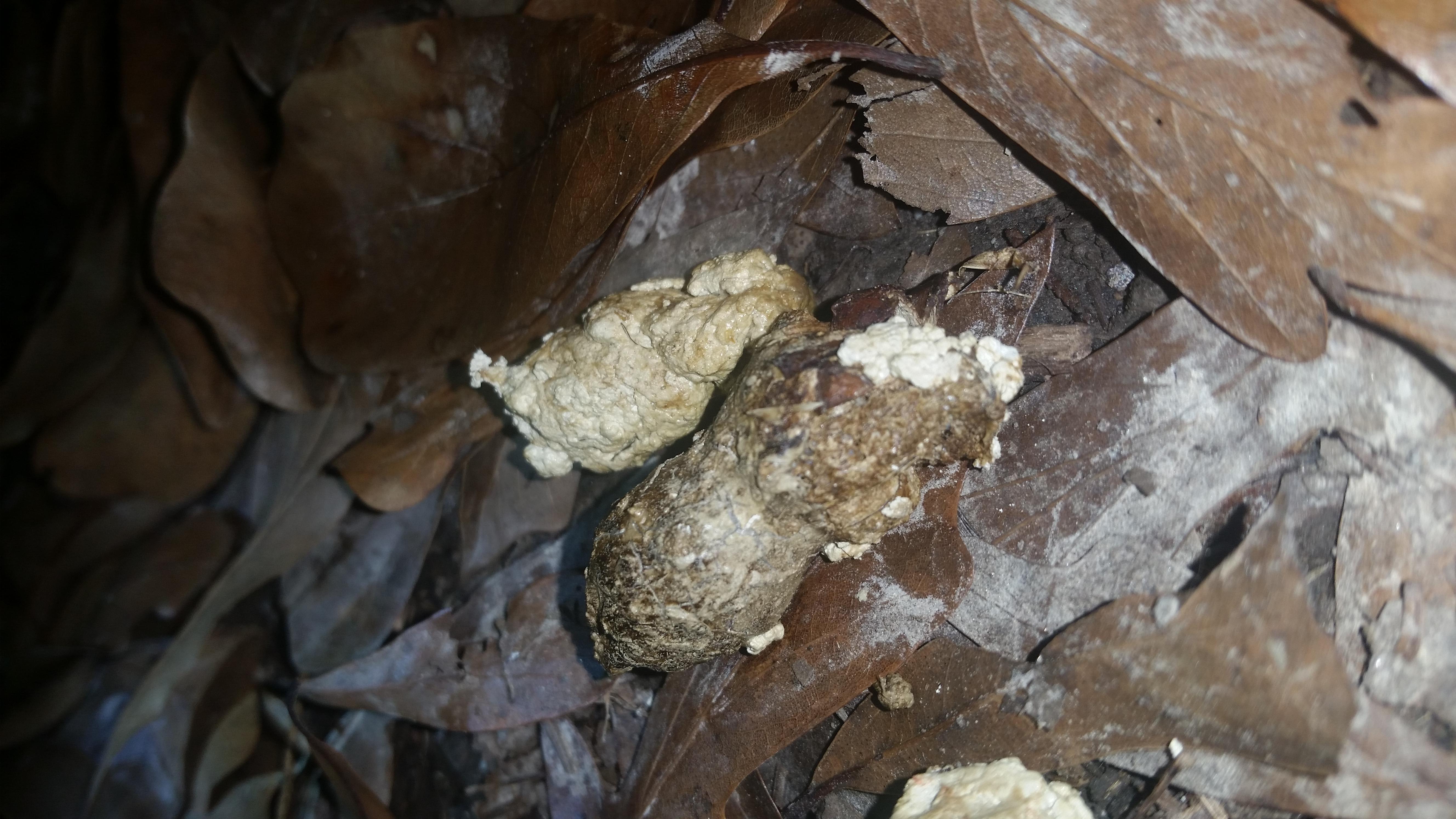 My new anxious dog is eating pine straw and has weird poop. Why? | Petco