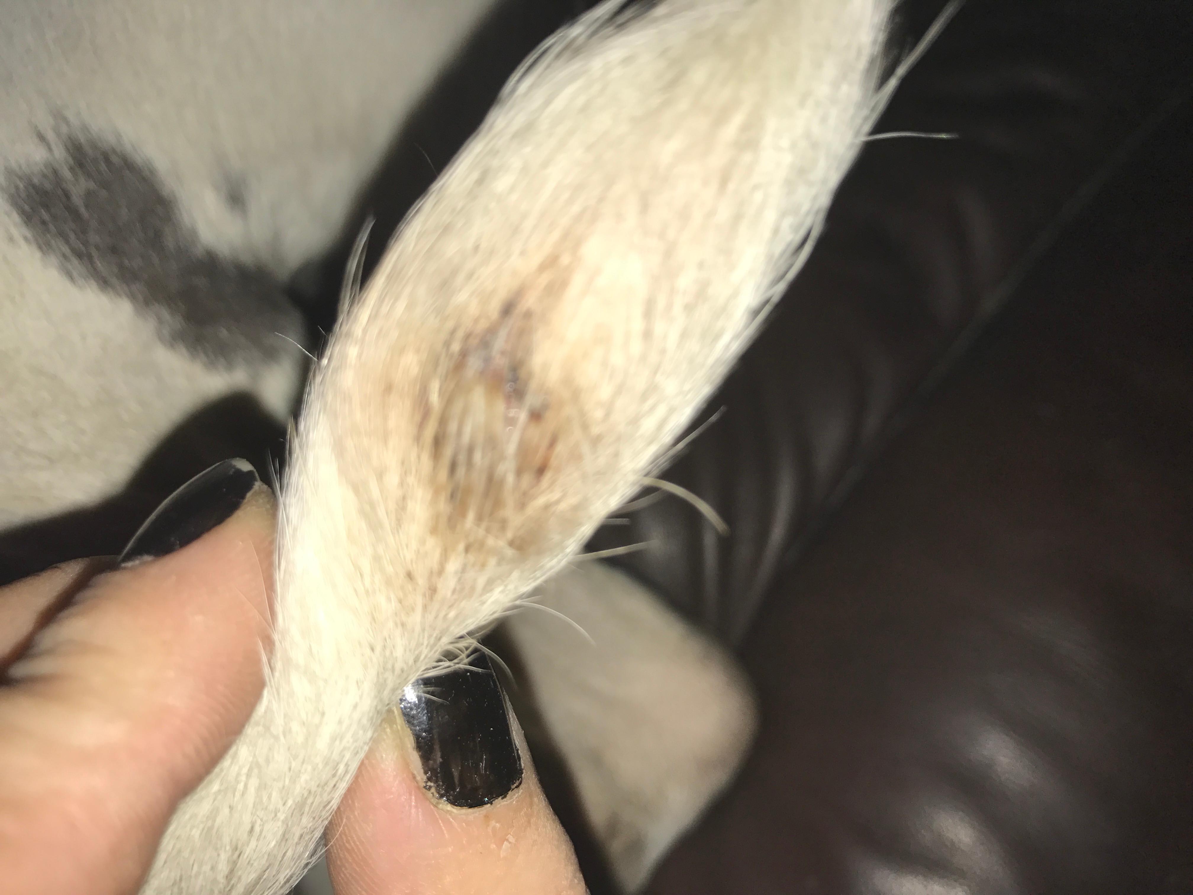 My dog has fluid-filled bumps that burst and bleed. What are they? | Petco