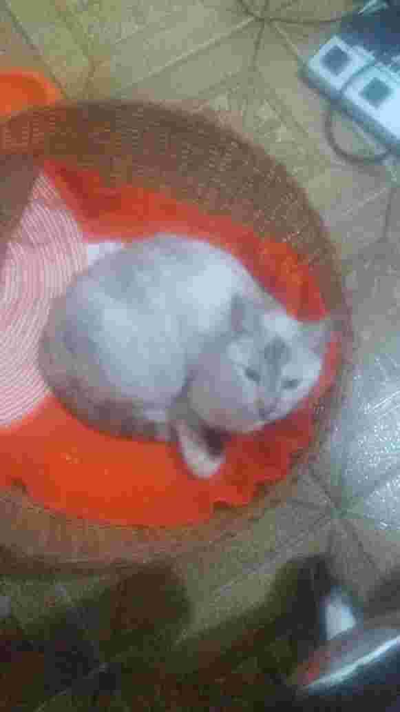 Signs Your Rescued Female Cat Is Spayed | Petco