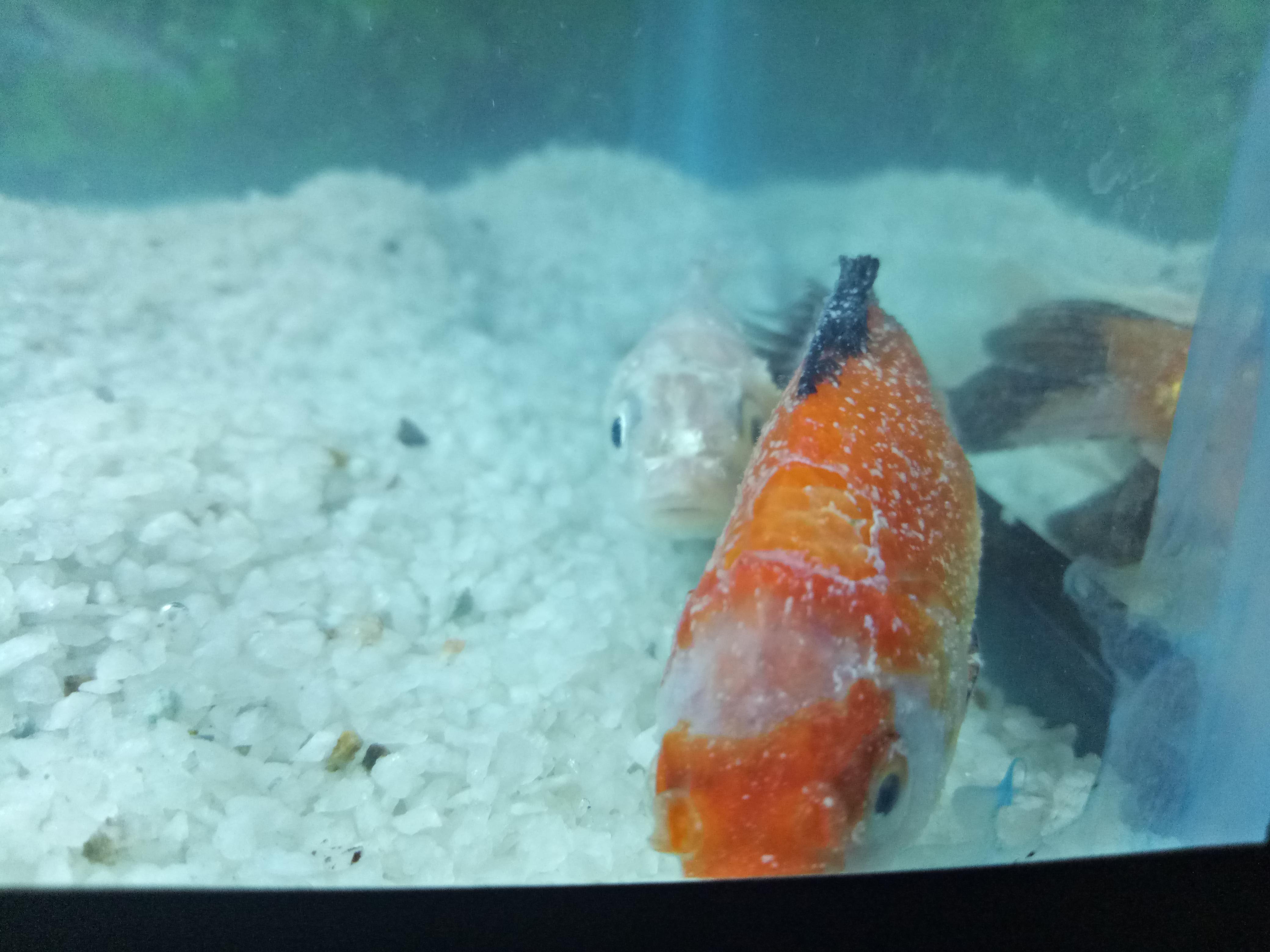 My Aquarium Fish Have Skin Issues & Abnormal Behavior. Get Help! | Petco