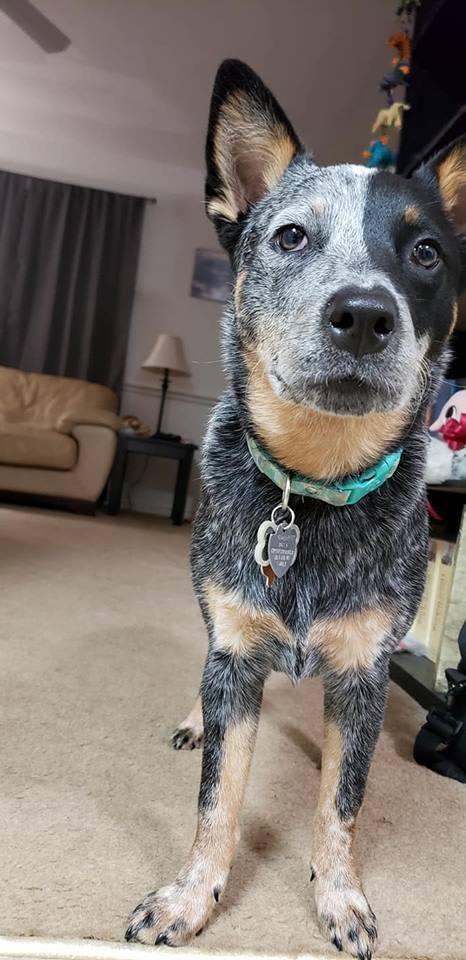 Overweight 7-month Blue Heeler puppy? Find the best food for growth | Petco